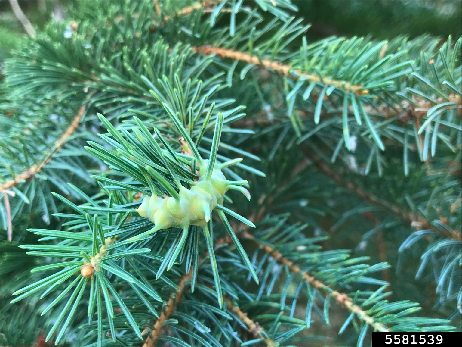 Cooley spruce gall adelgid (Adelges cooleyi (Gillette, 1907))