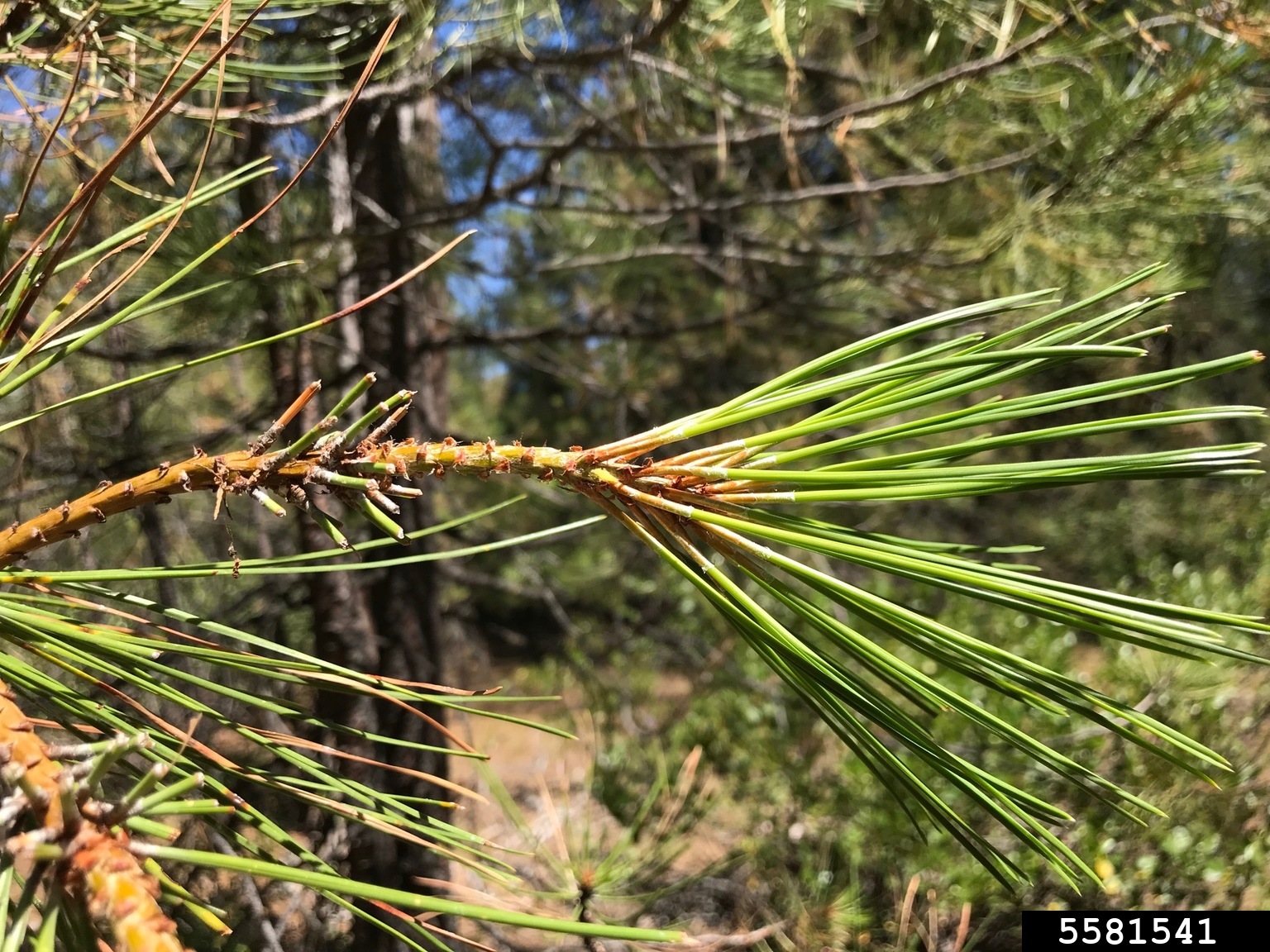 pandora moth (Coloradia pandora Blake)