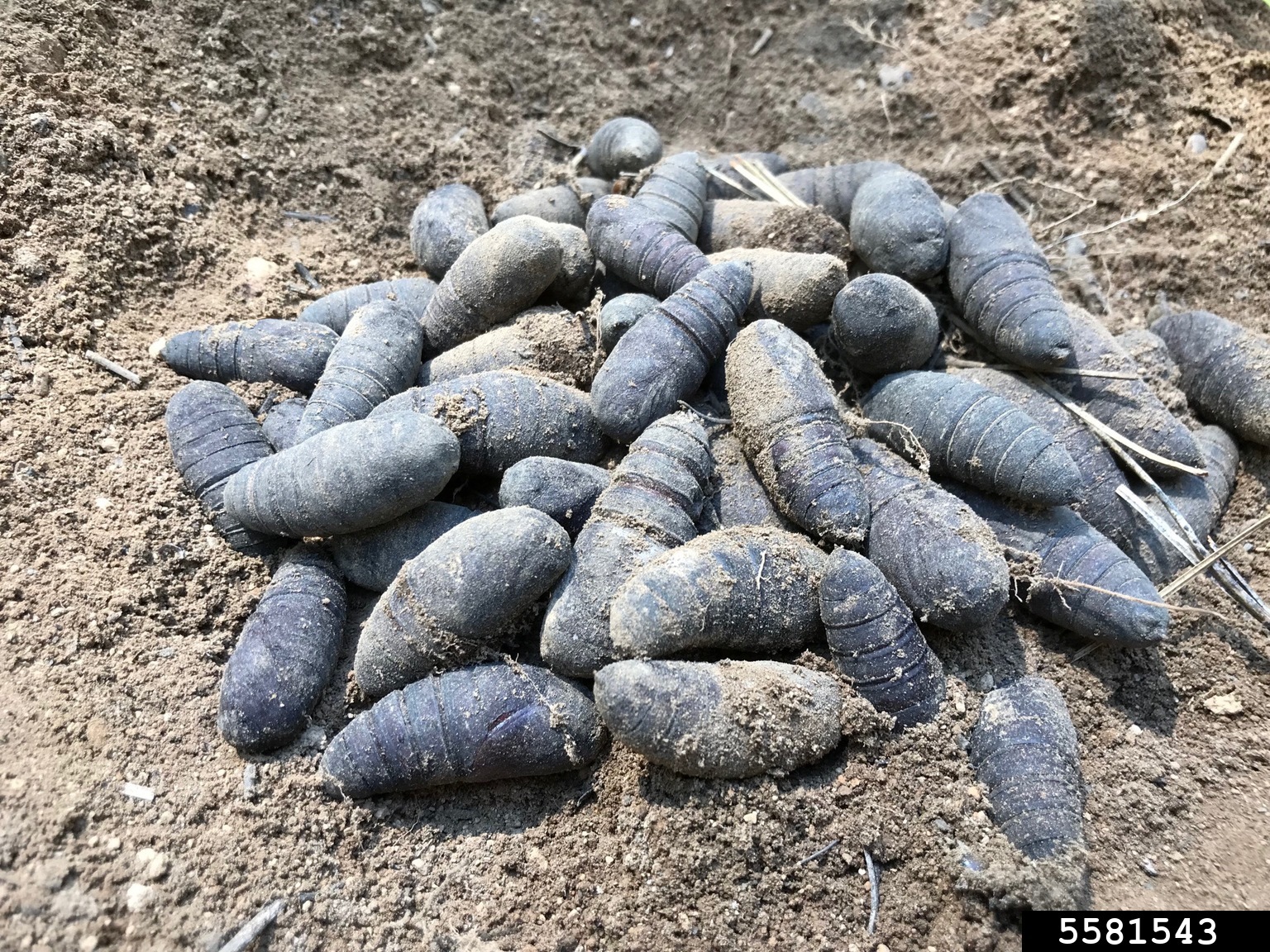 pandora moth (Coloradia pandora)