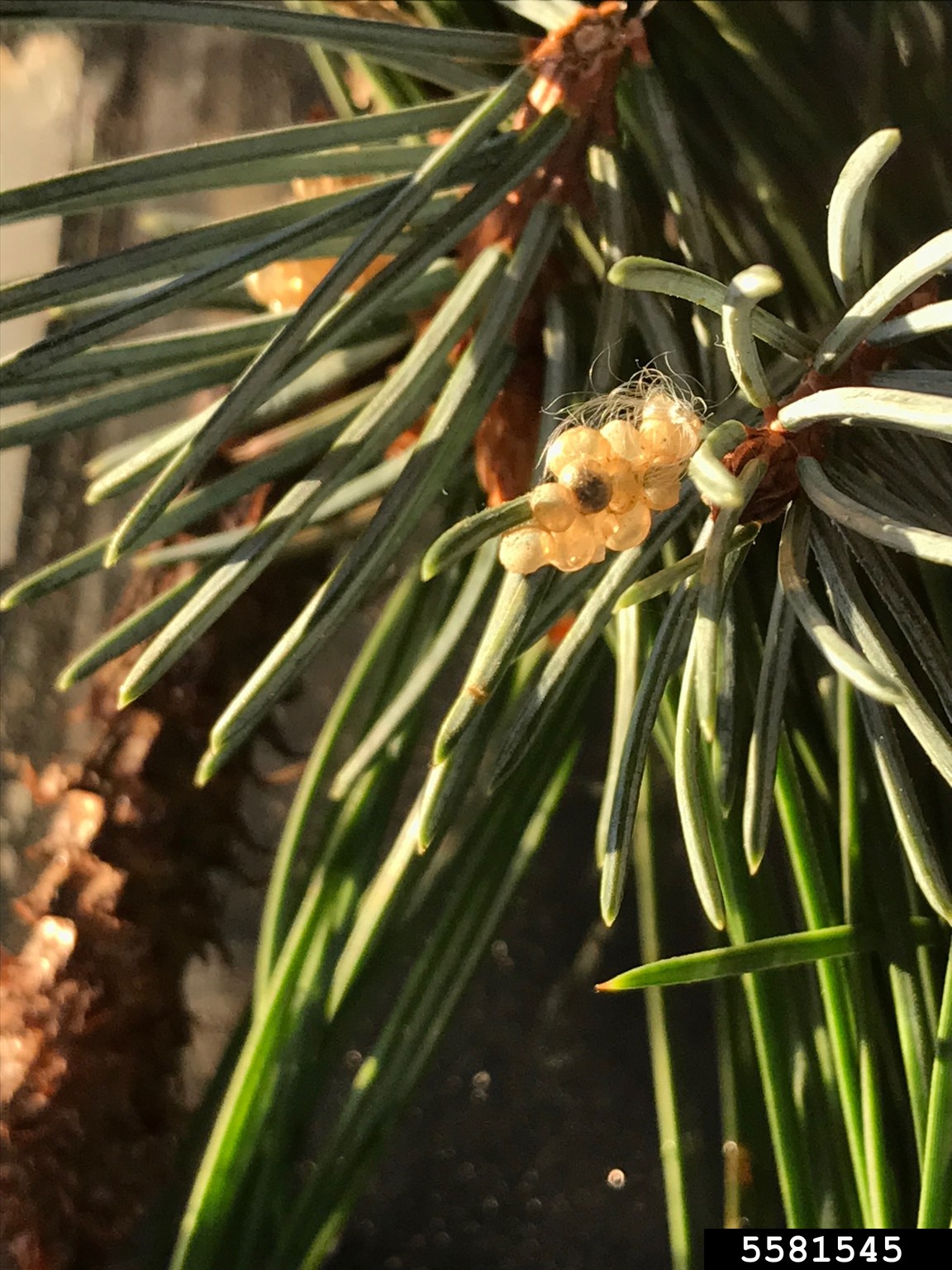 pandora moth (Coloradia pandora)