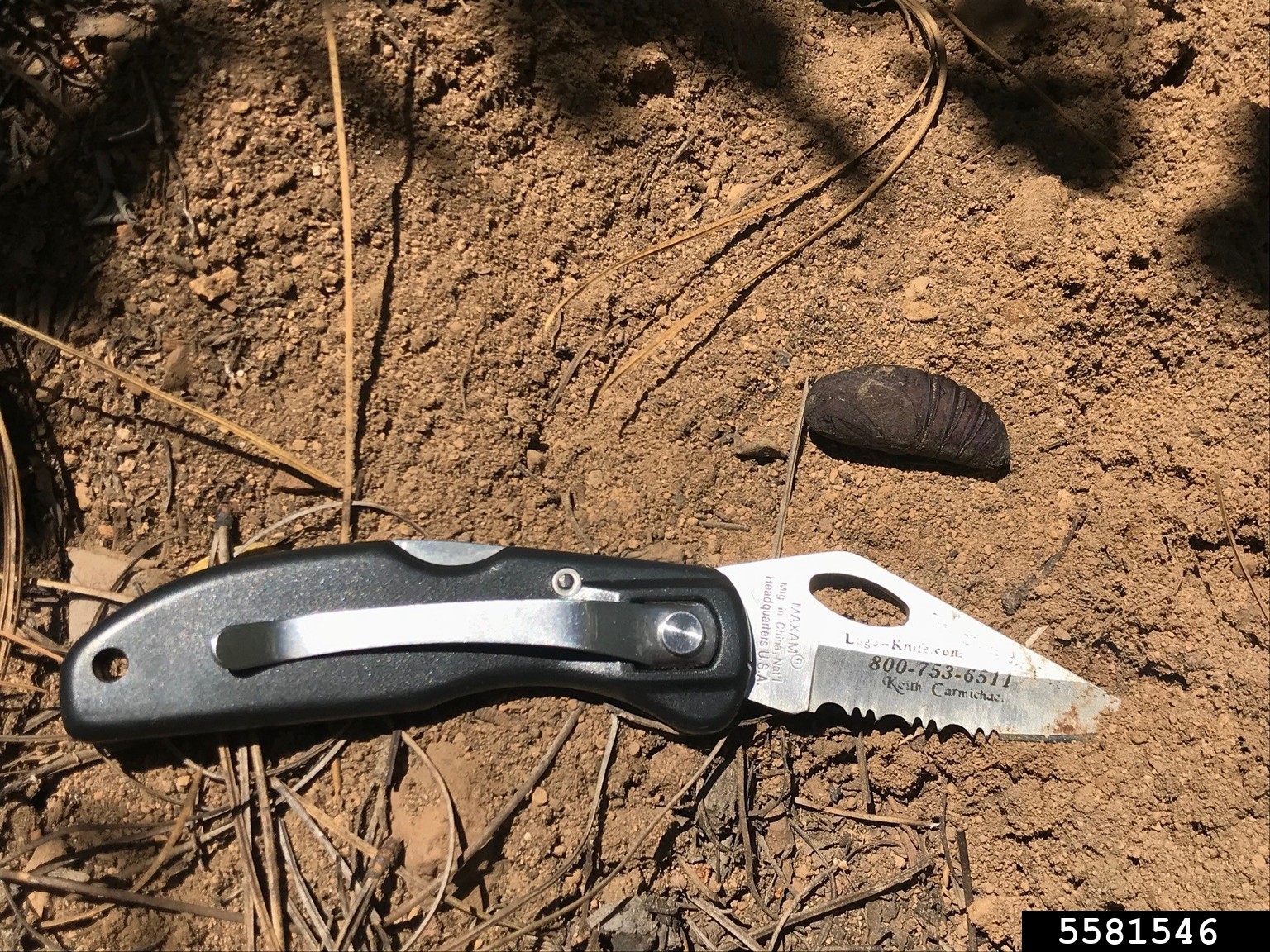 pandora moth (Coloradia pandora Blake)