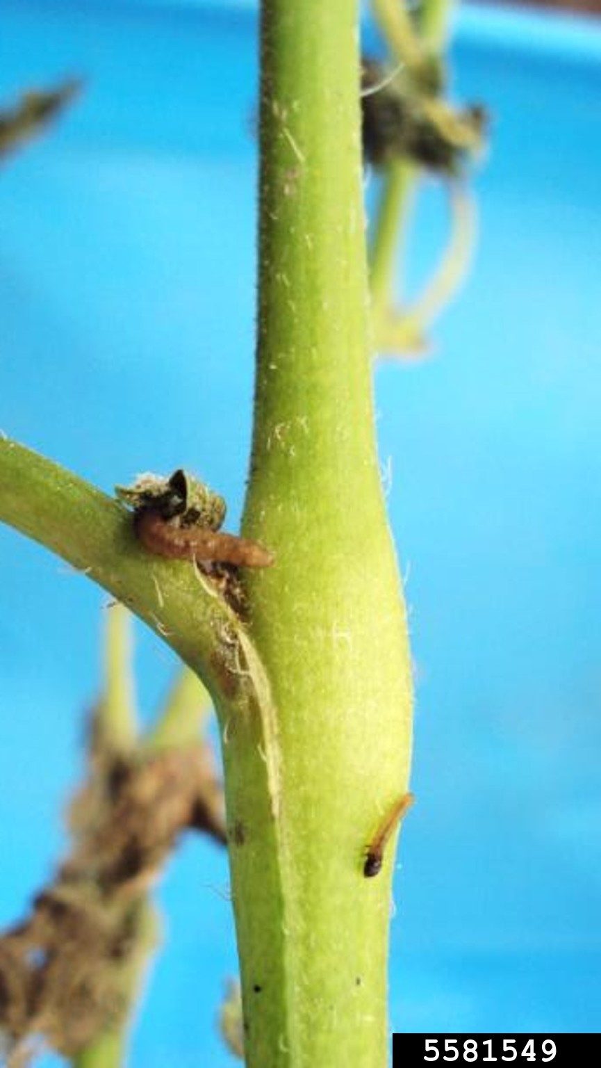 Andean potato tuber moth (Symmetrischema tangolias)
