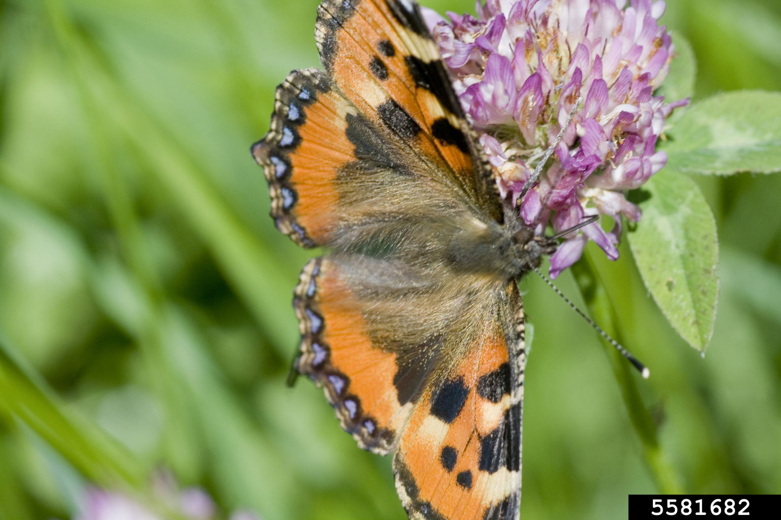 small tortoiseshell (Aglais urticae)