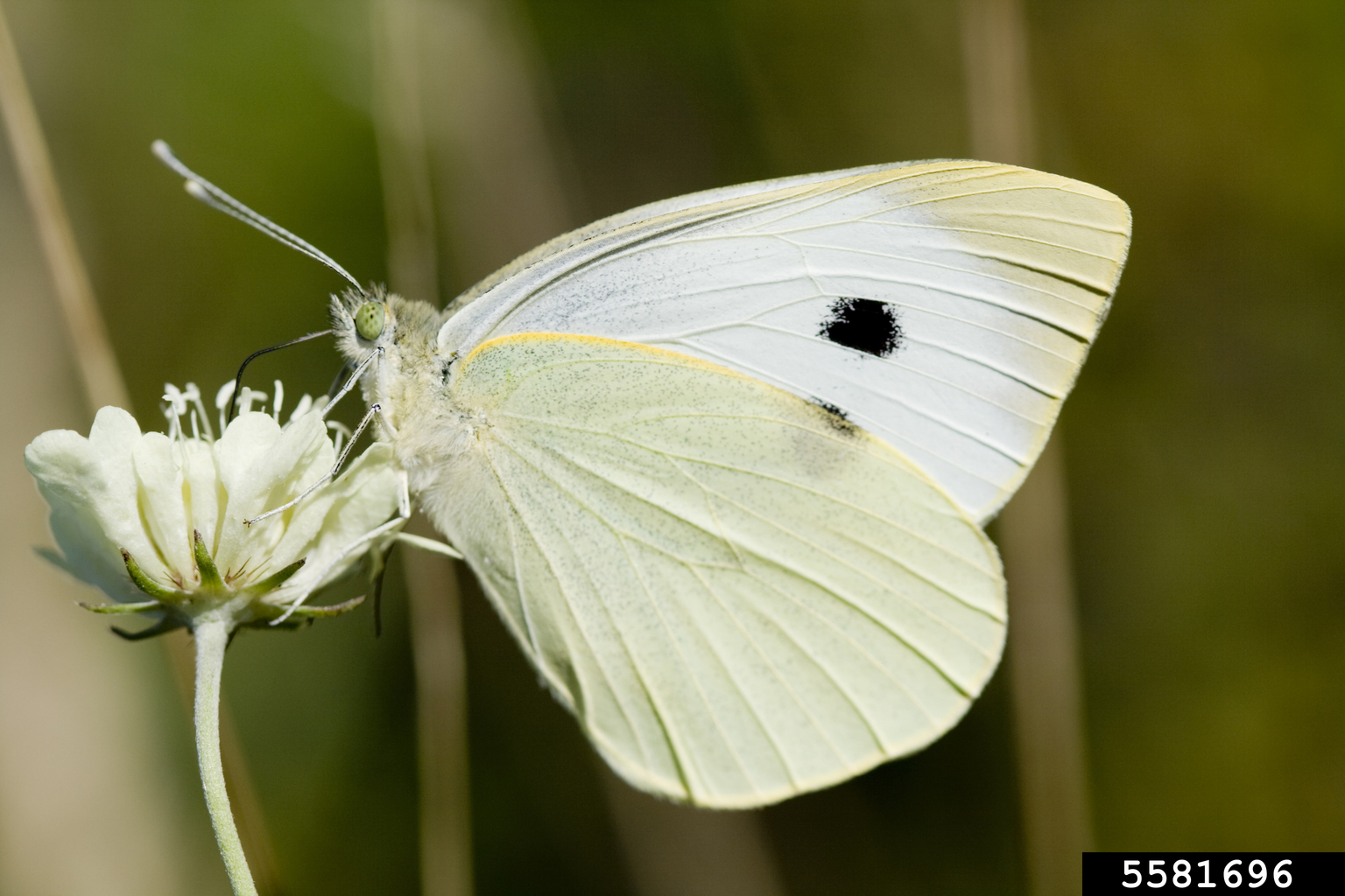 large white butterfly (Pieris brassicae)
