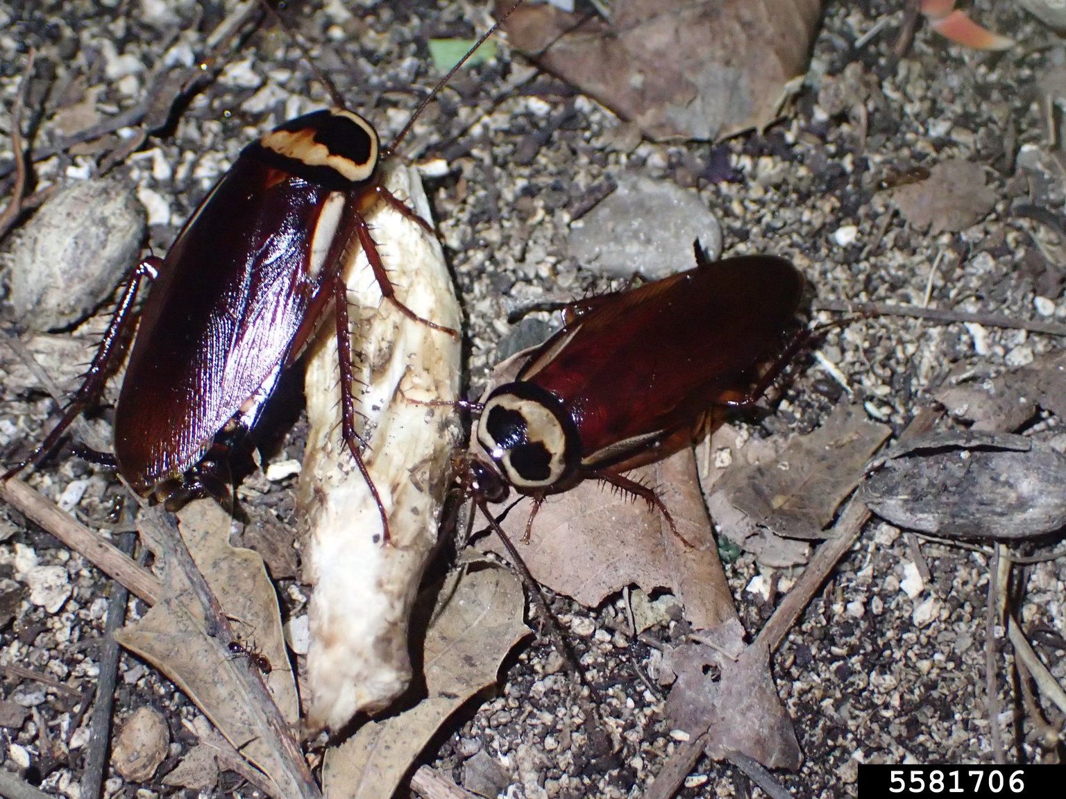 Australian cockroach (Periplaneta australasiae (Fabricius))