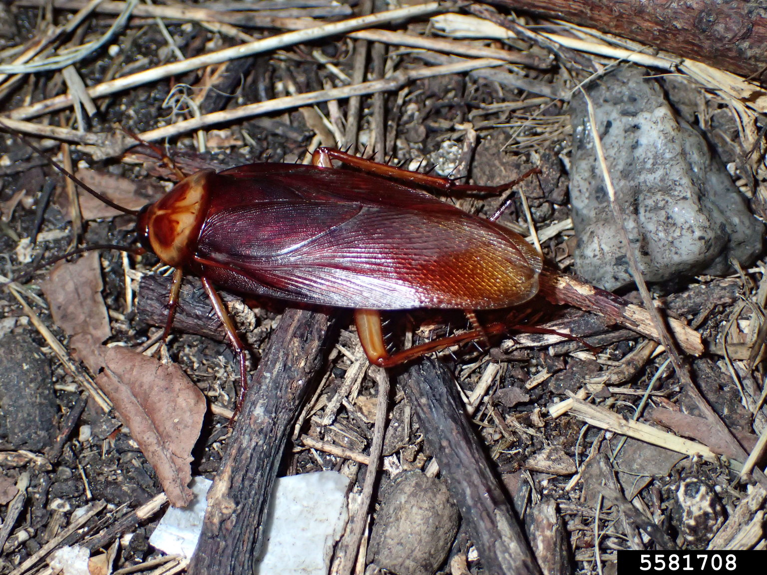 American cockroach (Periplaneta americana (Linnaeus))