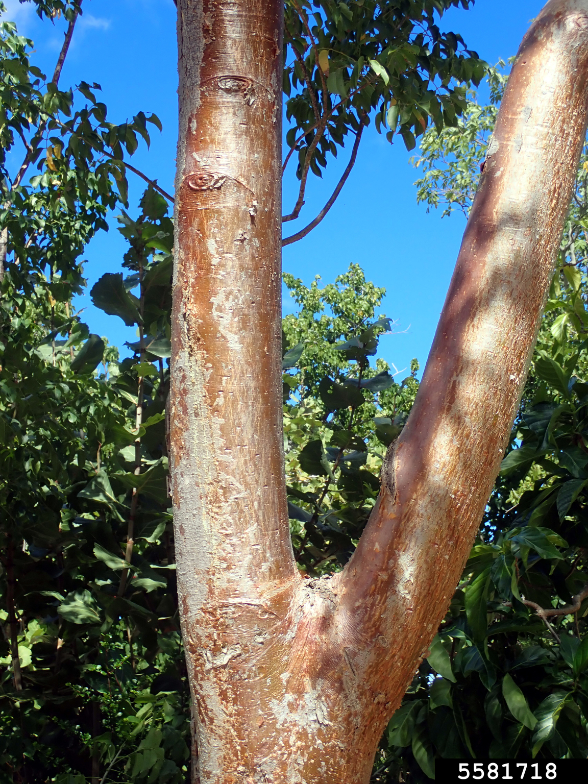 gumbo limbo (Bursera simaruba (L.) Sarg.)