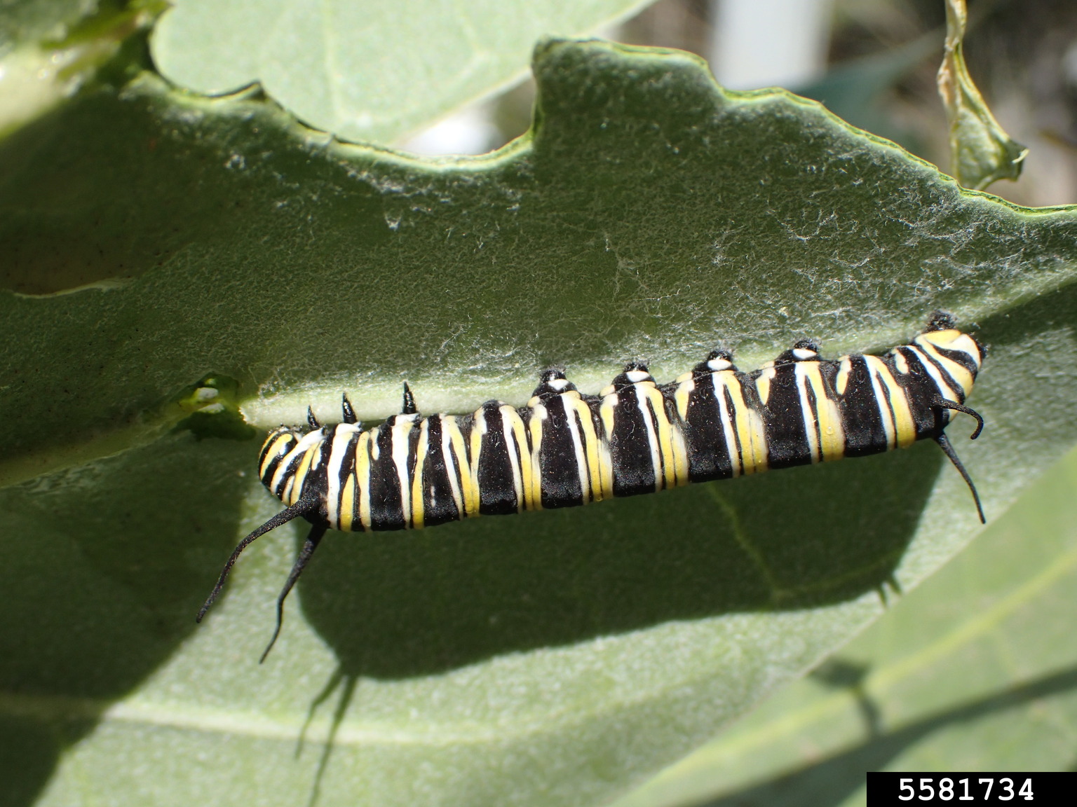 Puerto Rican monarch (Danaus plexippus ssp. portoricensis)