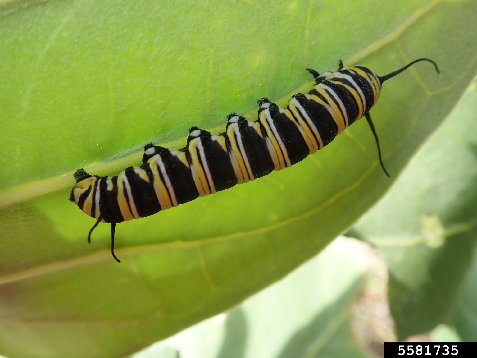 Puerto Rican monarch (Danaus plexippus ssp. portoricensis) on ...