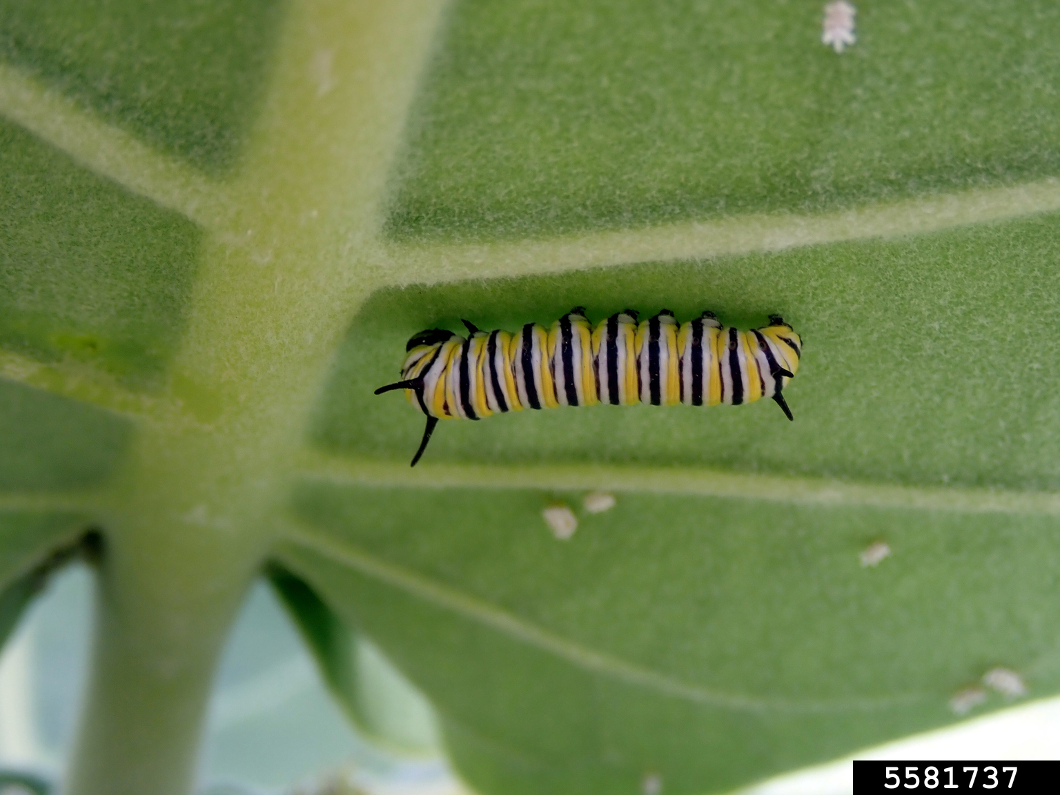 Puerto Rican monarch (Danaus plexippus ssp. portoricensis Clark 1941)