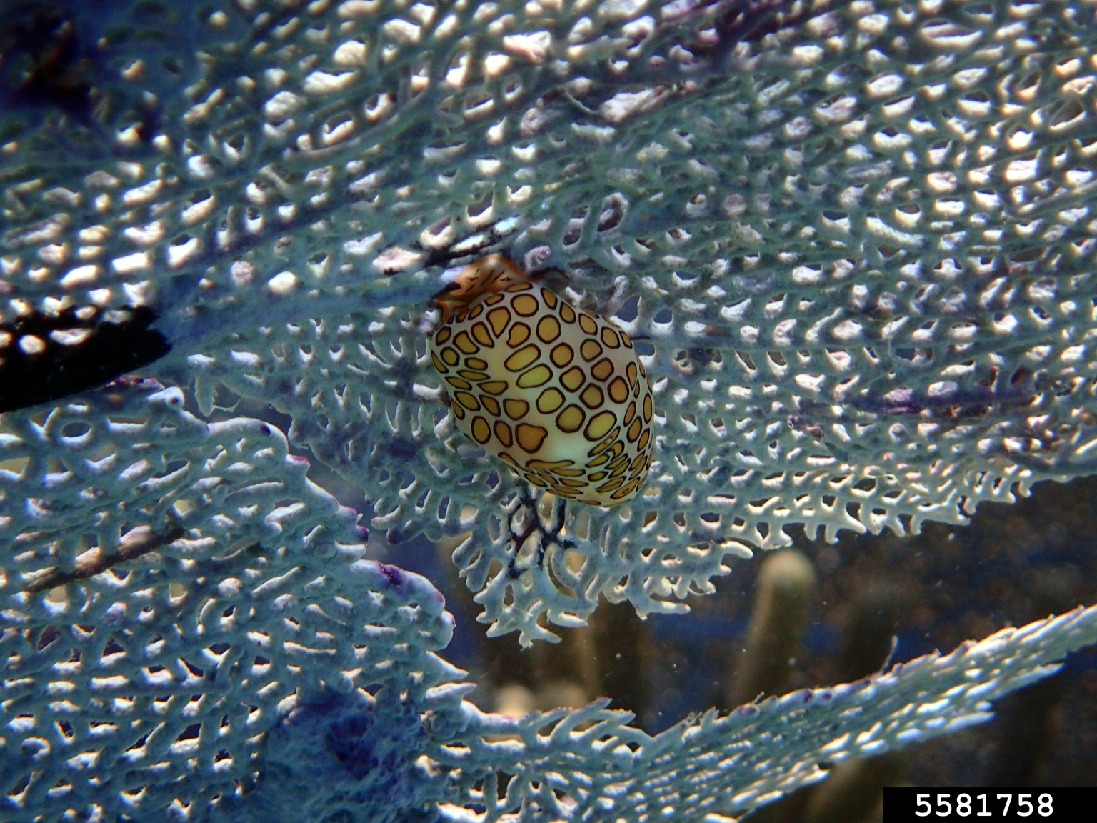 flamingo tongue (Cyphoma gibbosum)