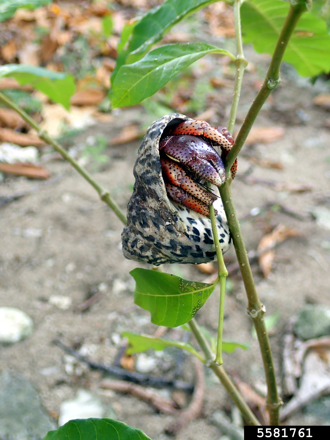 land hermit (Coenobita clypeatus (J. C. Fabricius, 1787))