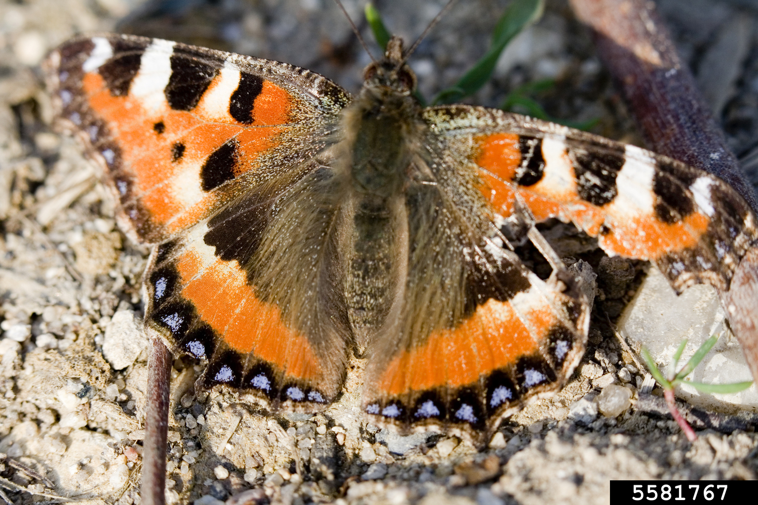 small tortoiseshell (Aglais urticae)