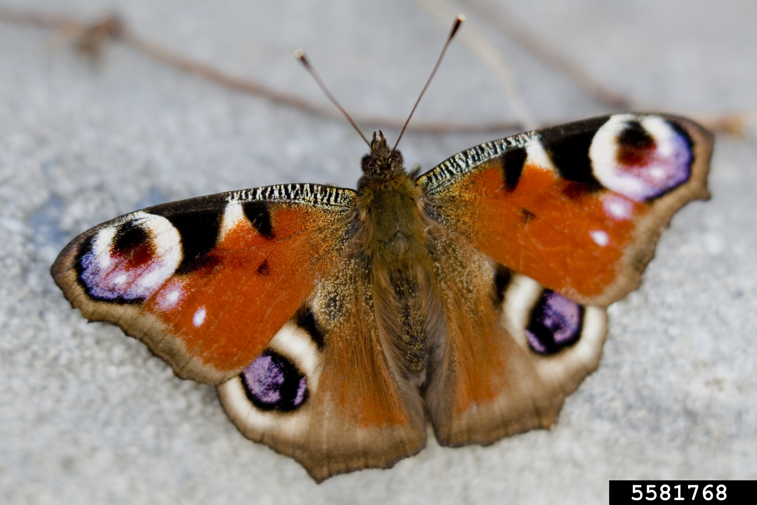 peacock butterfly (Aglais io)