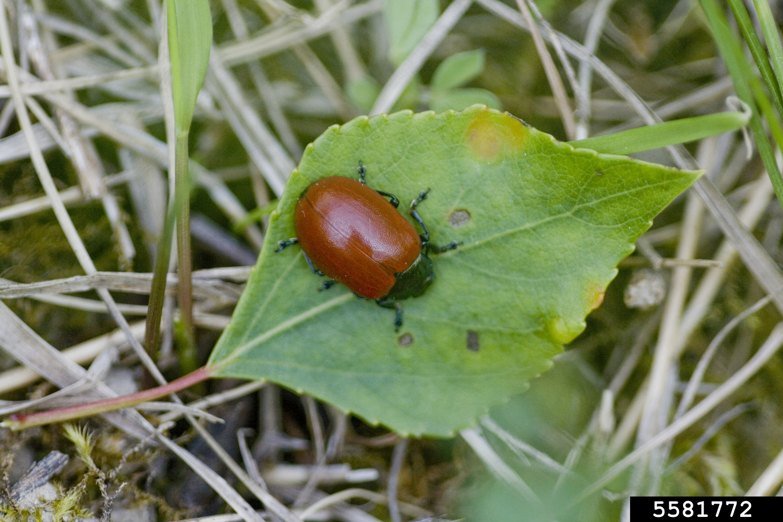 poplar leaf beetle (Chrysomela populi Linnaeus, 1758)