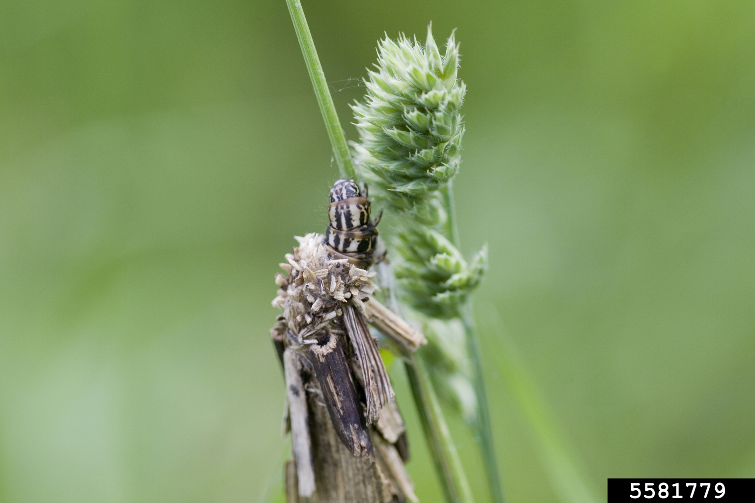 bagworms (Family Psychidae)