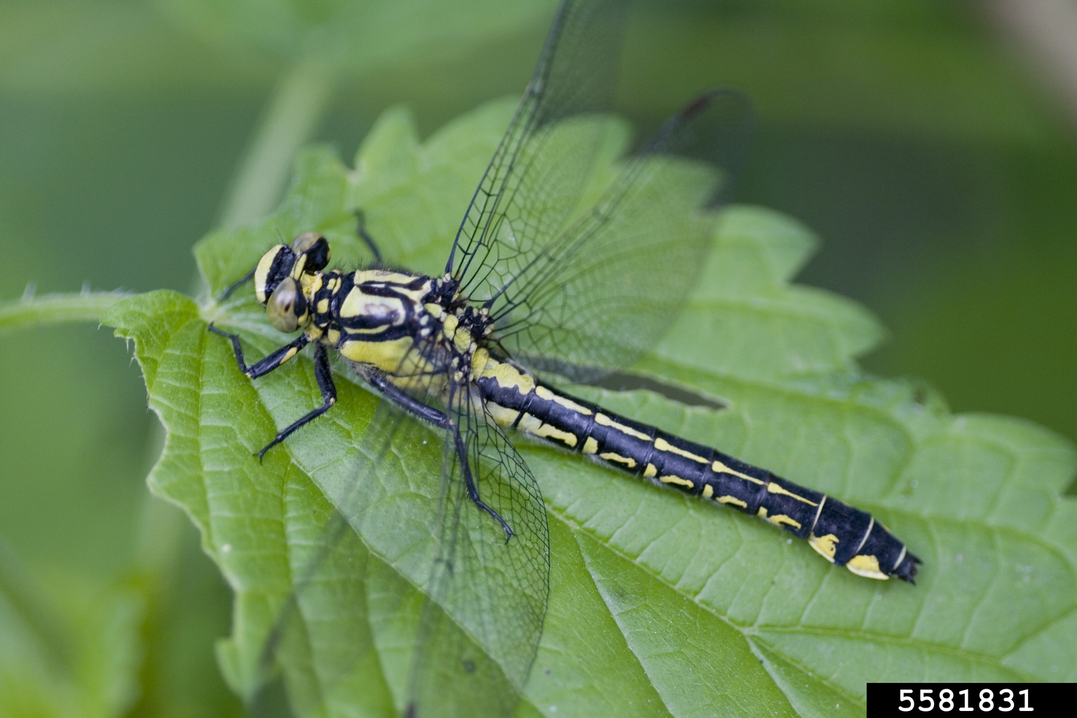 common clubtail dragonfly (Gomphus vulgatissimus (Linnaeus, 1758))