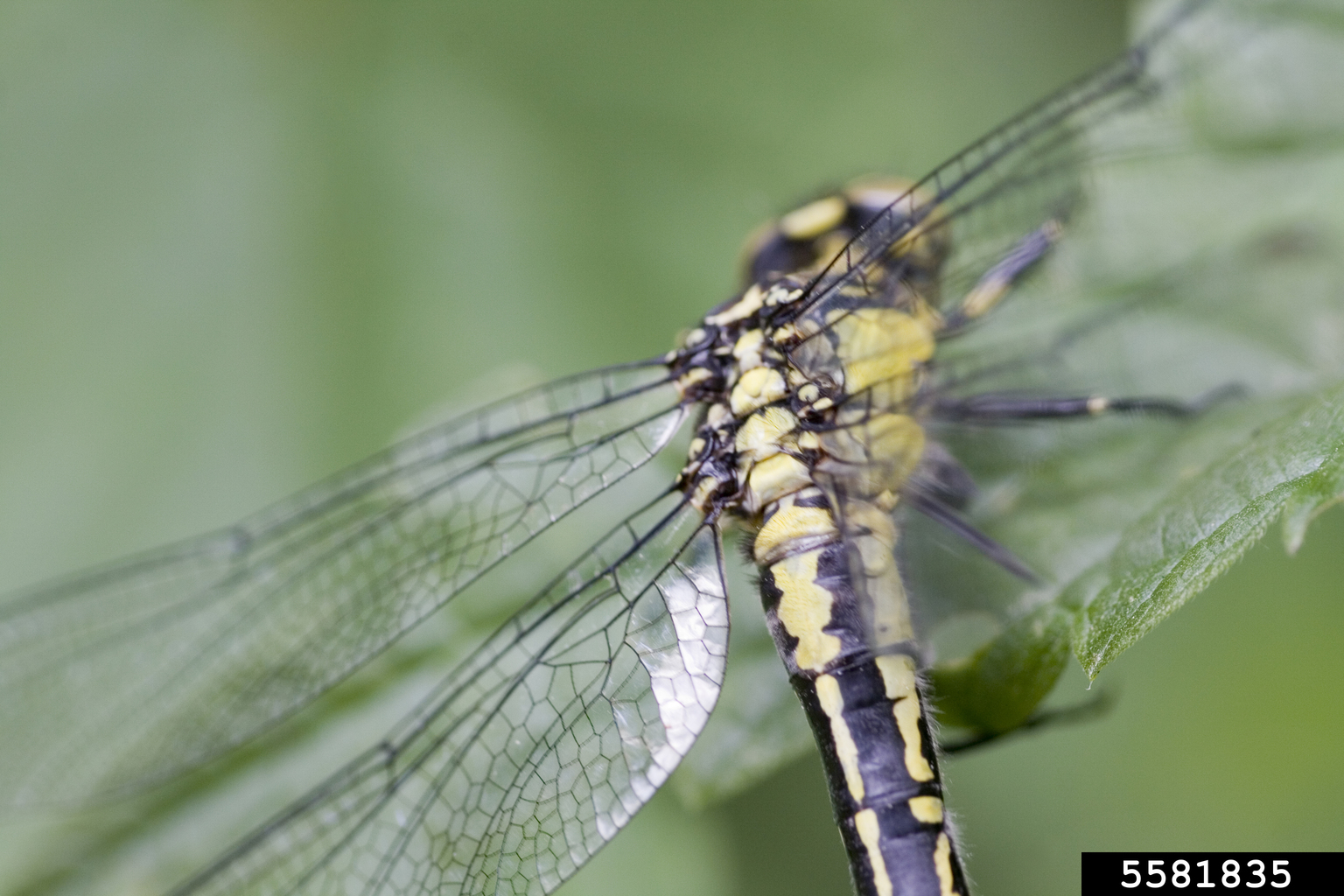 common clubtail dragonfly (Gomphus vulgatissimus (Linnaeus, 1758))