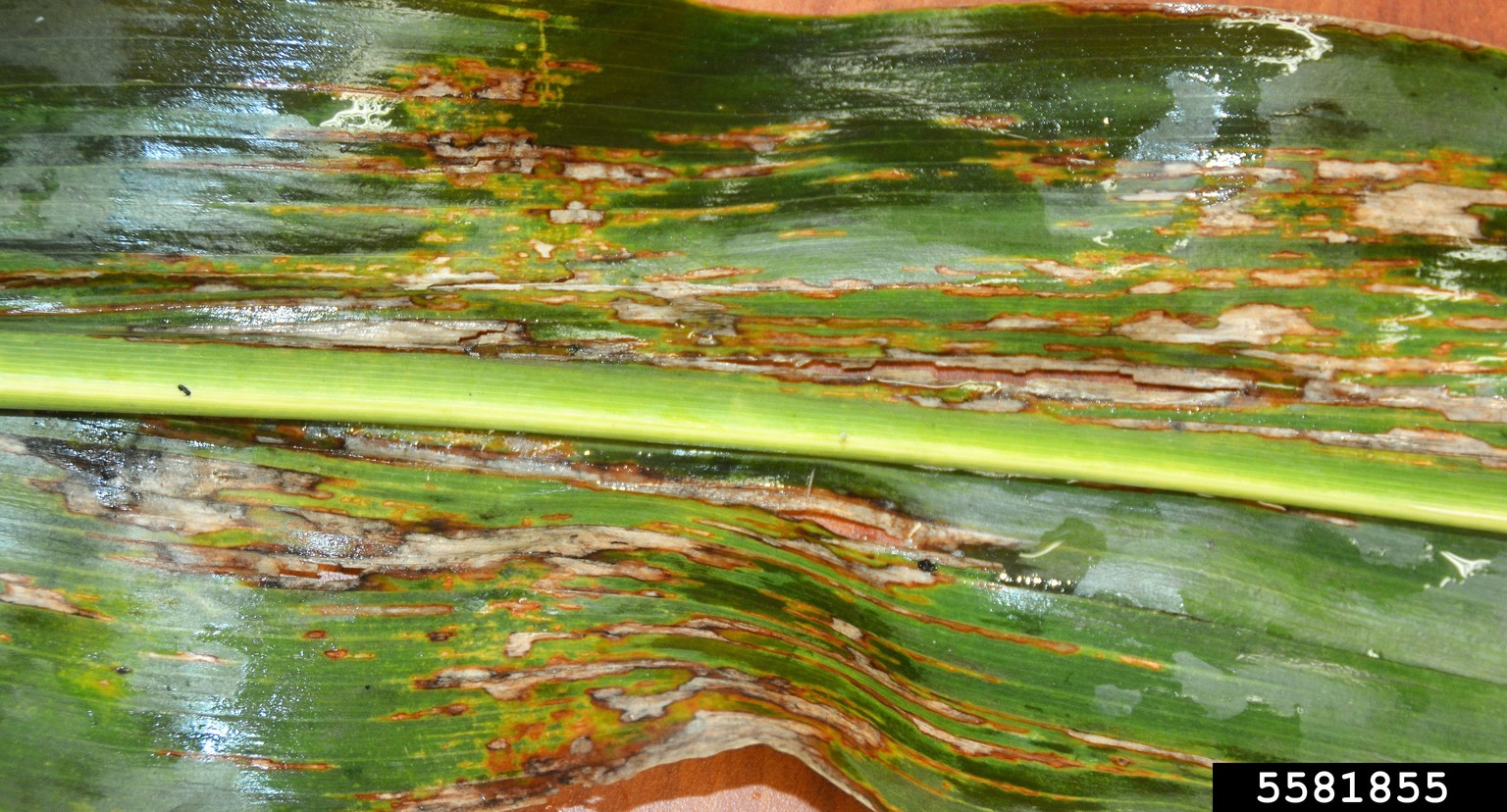 bacterial leaf streak (Xanthomonas vasicola pv. vasculorum Cobb 1894)