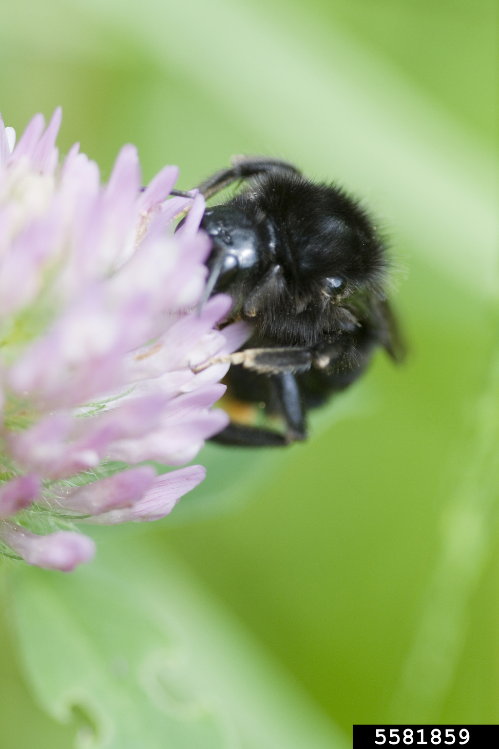 hill cuckoo-bee (Bombus rupestris (Fabricius, 1793))