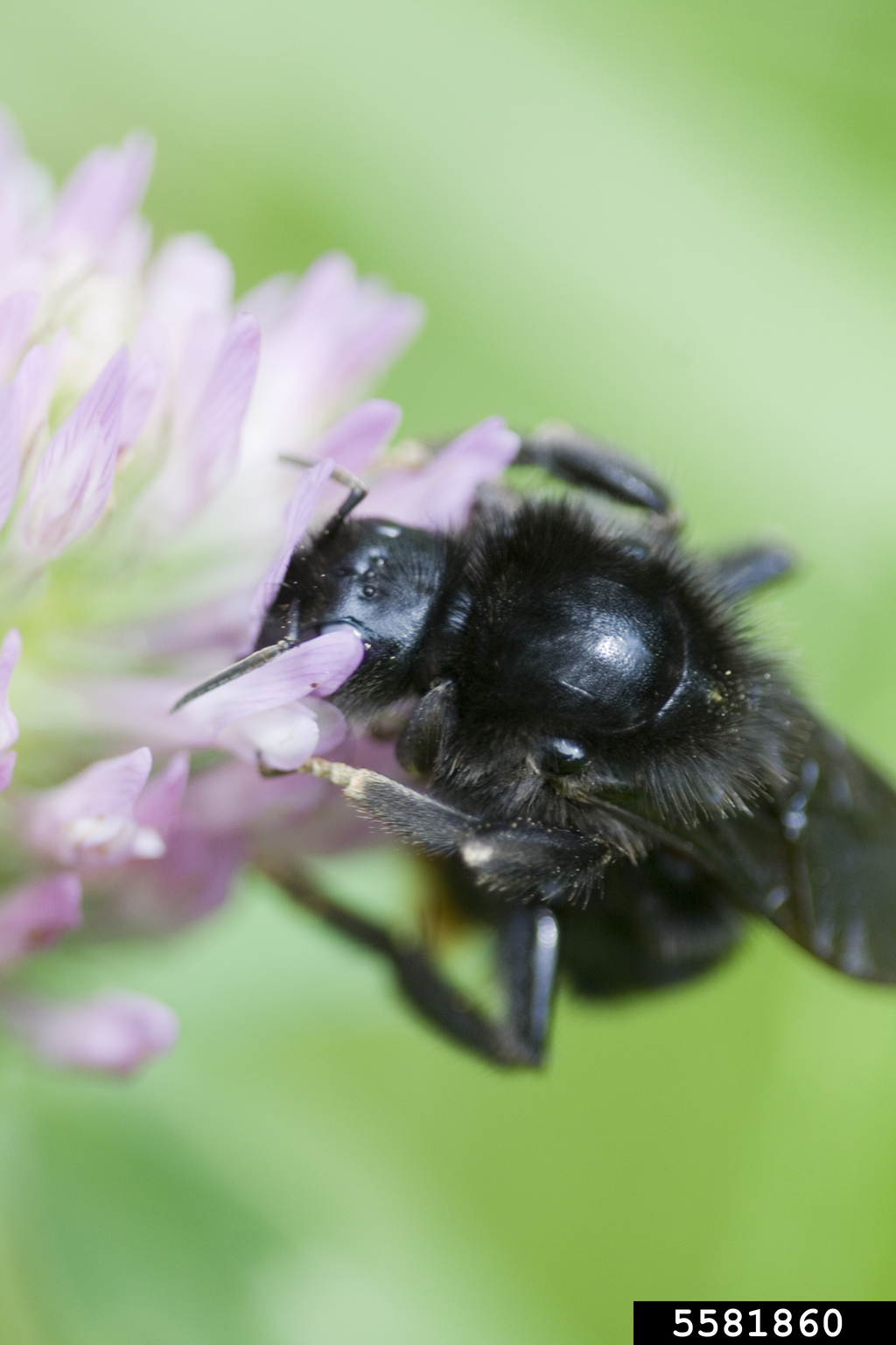 hill cuckoo-bee (Bombus rupestris)