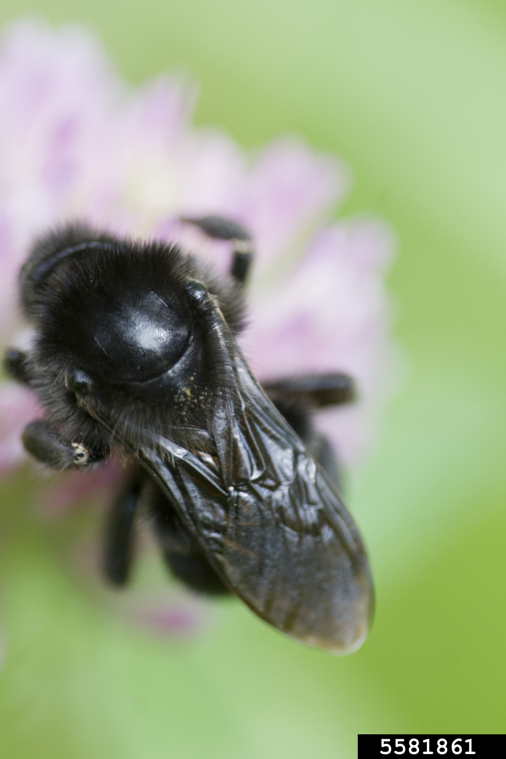 hill cuckoo-bee (Bombus rupestris (Fabricius, 1793))