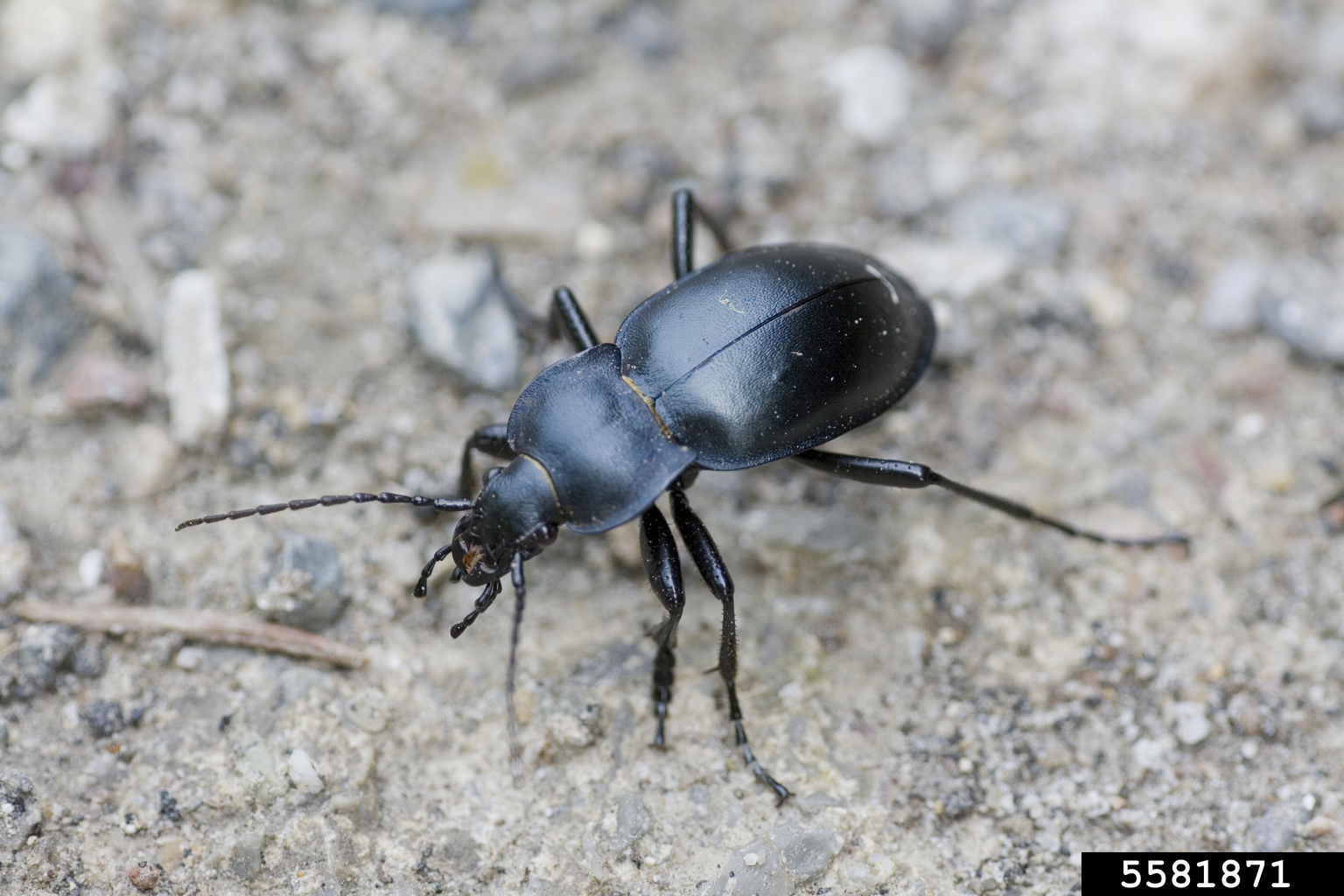violet ground beetle (Carabus violaceus)