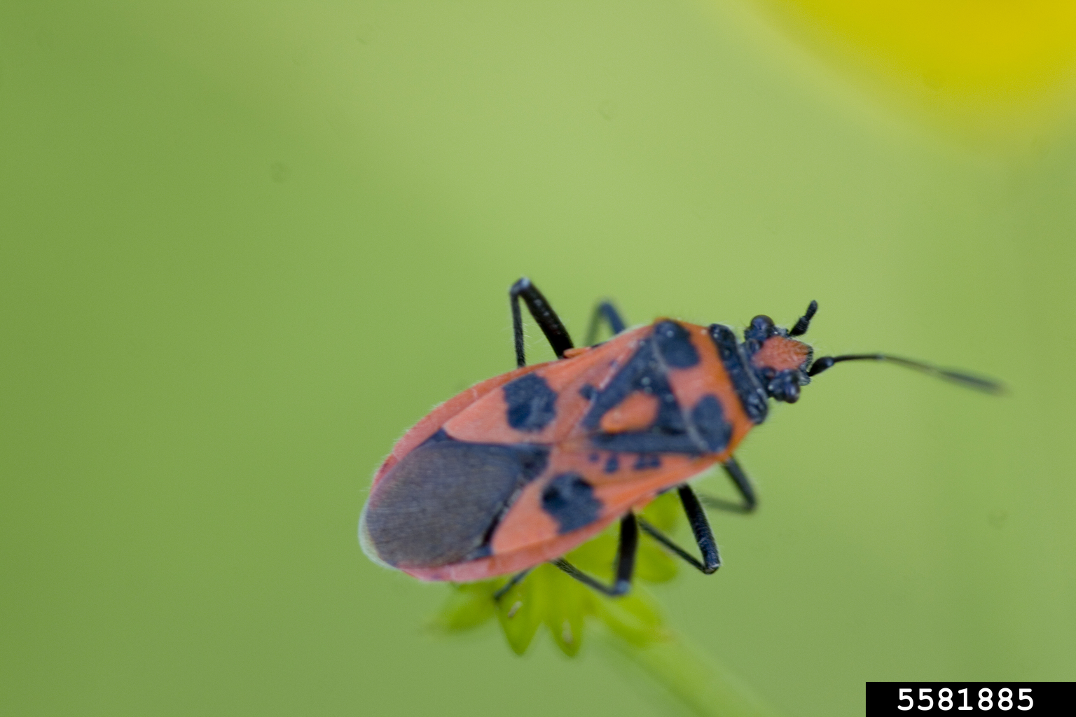spotted firebug (Corizus hyoscyami (Linnaeus, 1758))