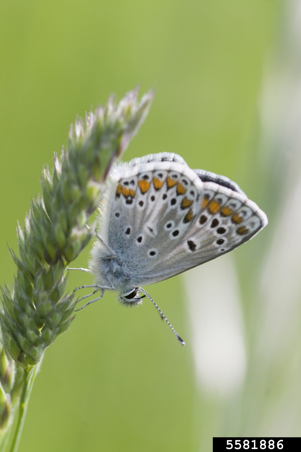 brown argus (Aricia agestis (Denis & Schiffermüller, 1775))