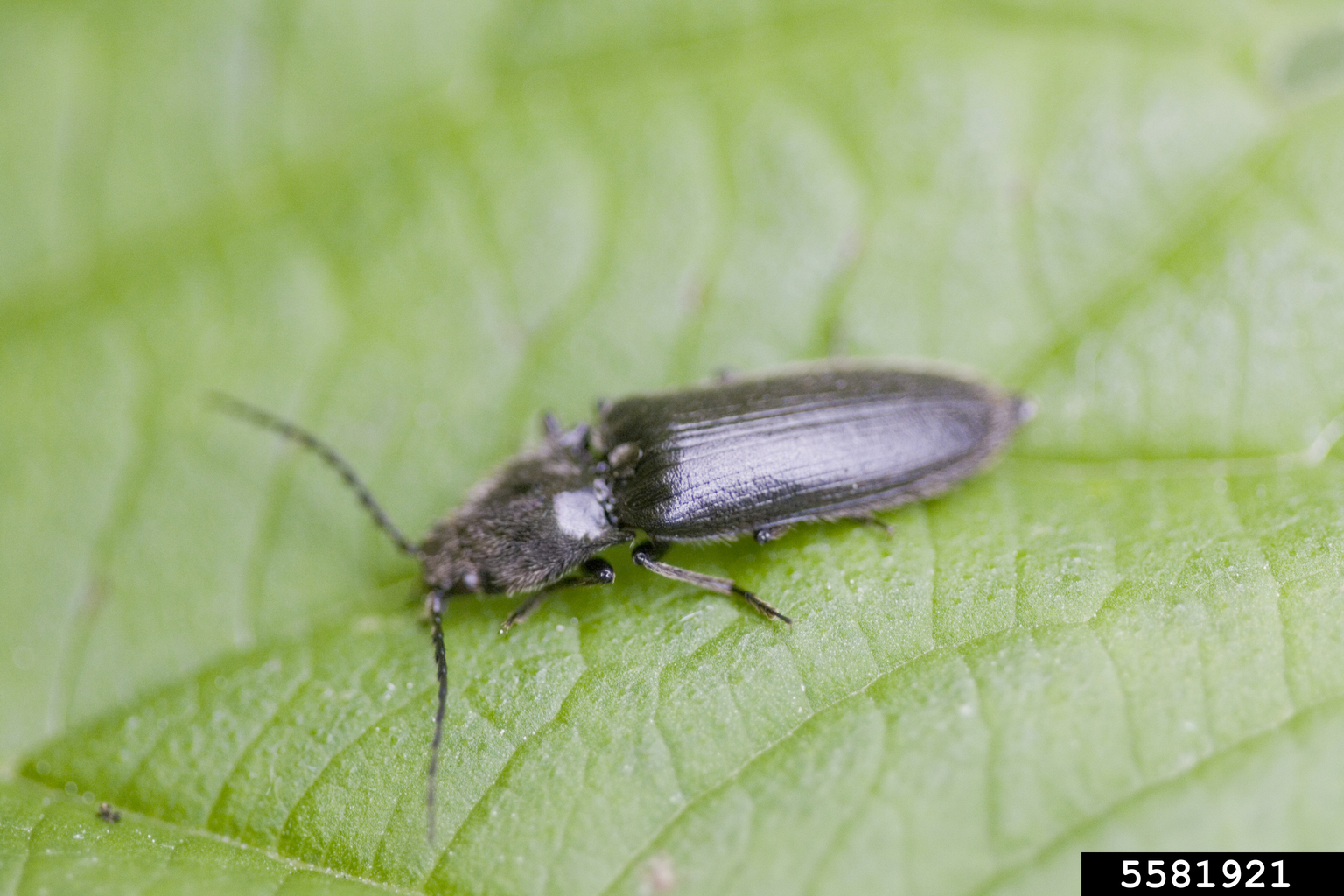 dusky wireworm beetle (Agriotes obscurus (Linnaeus, 1758))