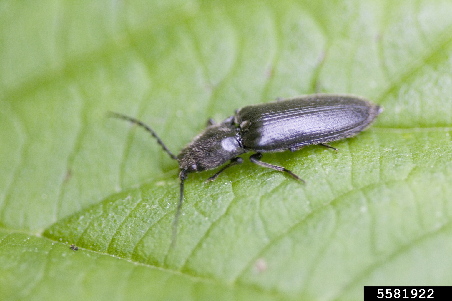 Elateridae Uk