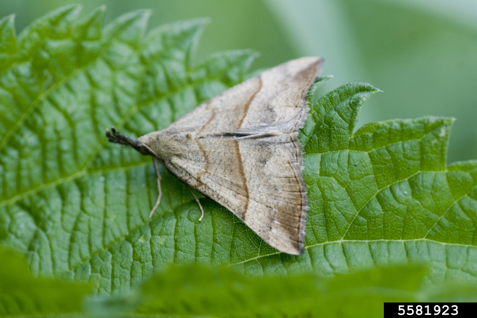 snout moth (Hypena proboscidalis)
