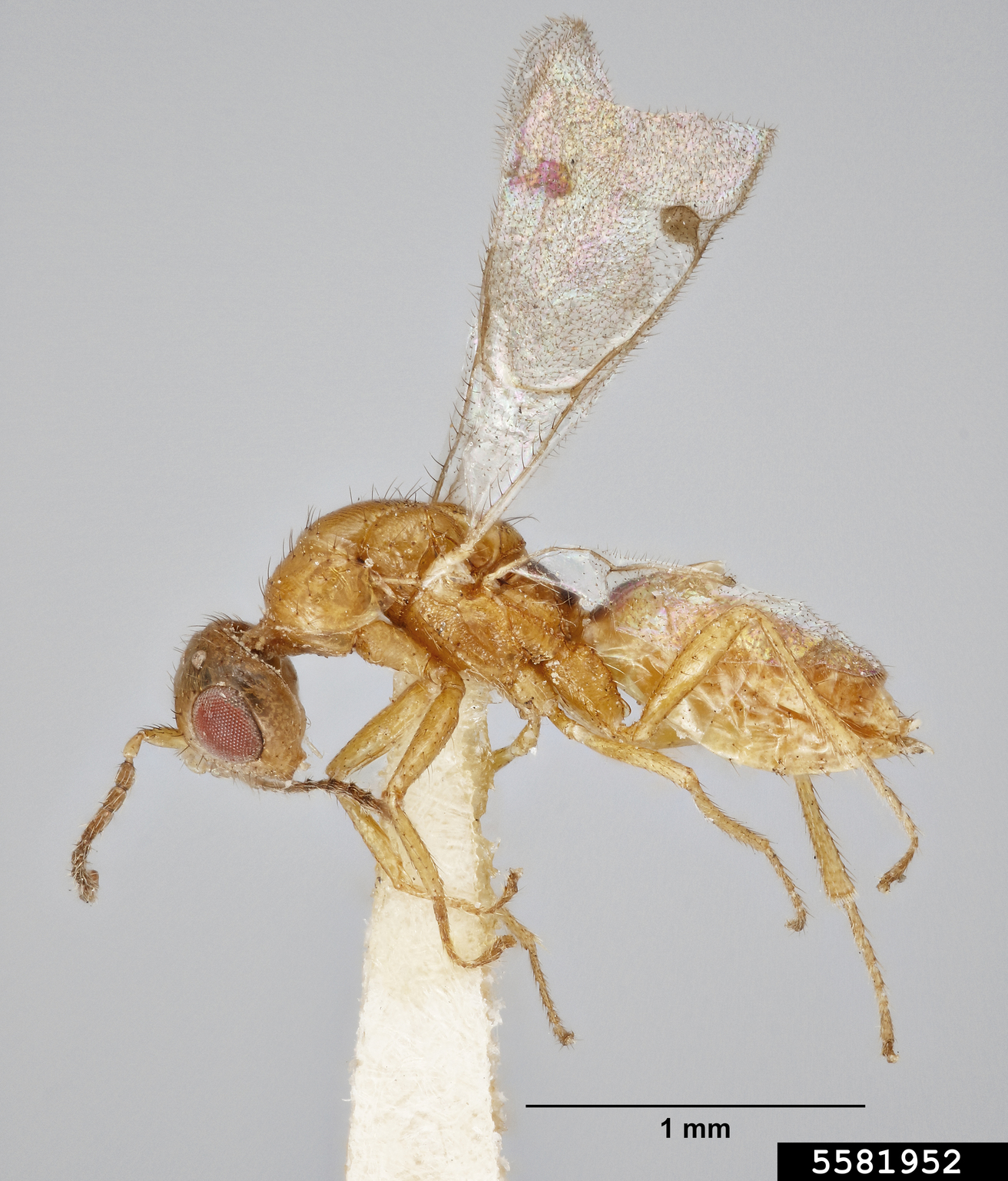Chalcid wasp (Megastigmus cryptomeriae)