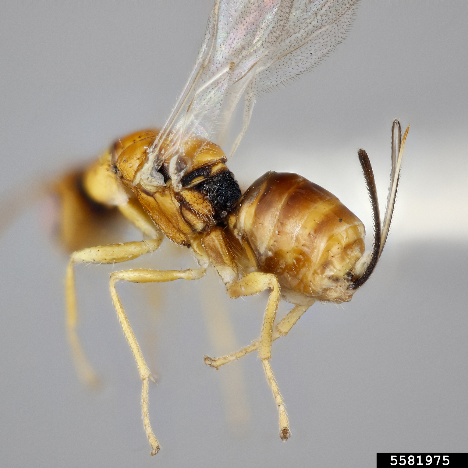 Chalcid wasp (Megastigmus mali)
