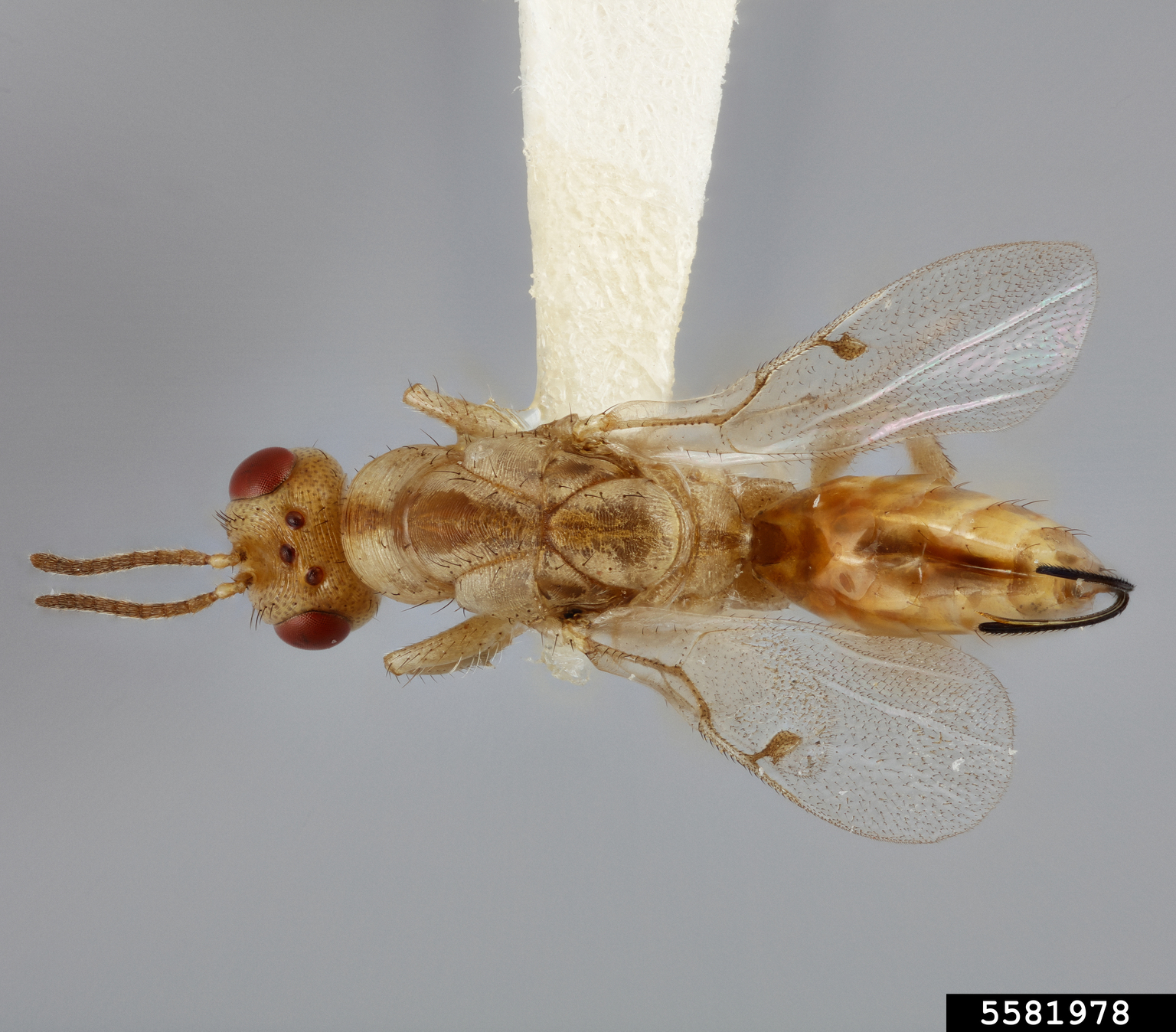 Chalcid wasp (Megastigmus pistaciae ) on Chinese pistache (Pistacia ...