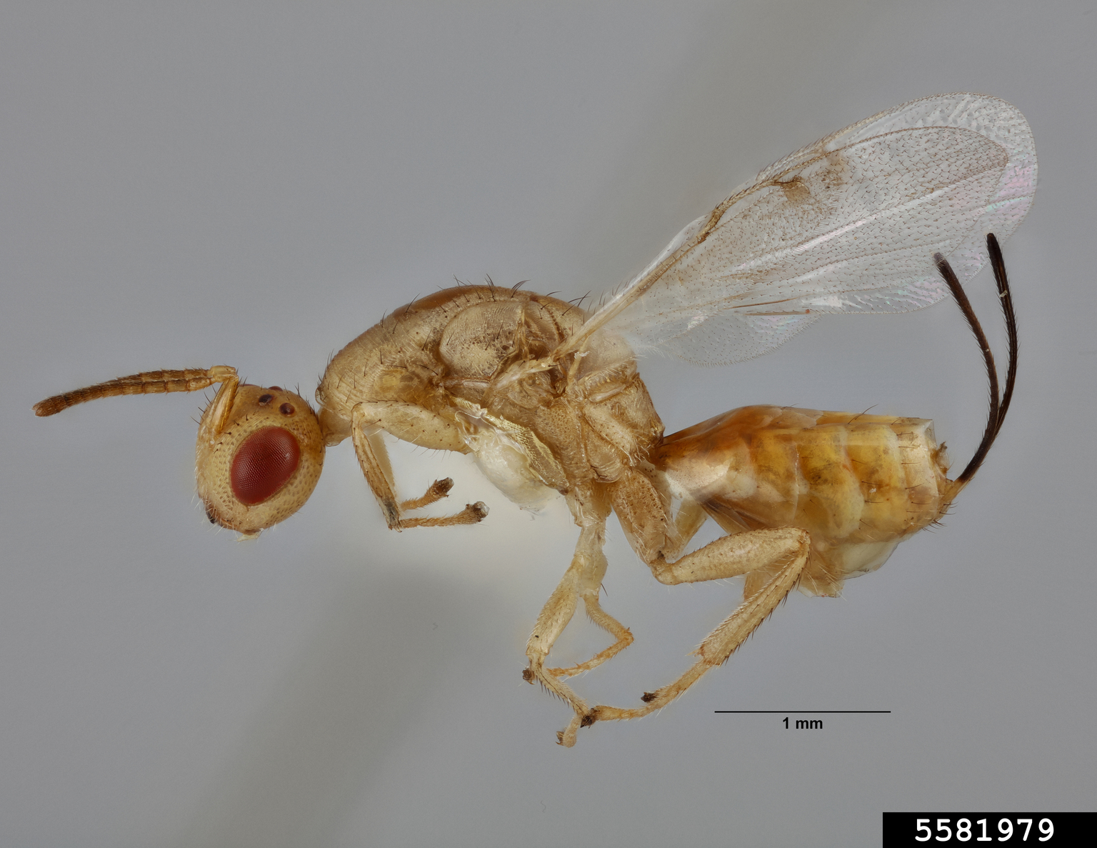 Chalcid wasp (Megastigmus pistaciae)