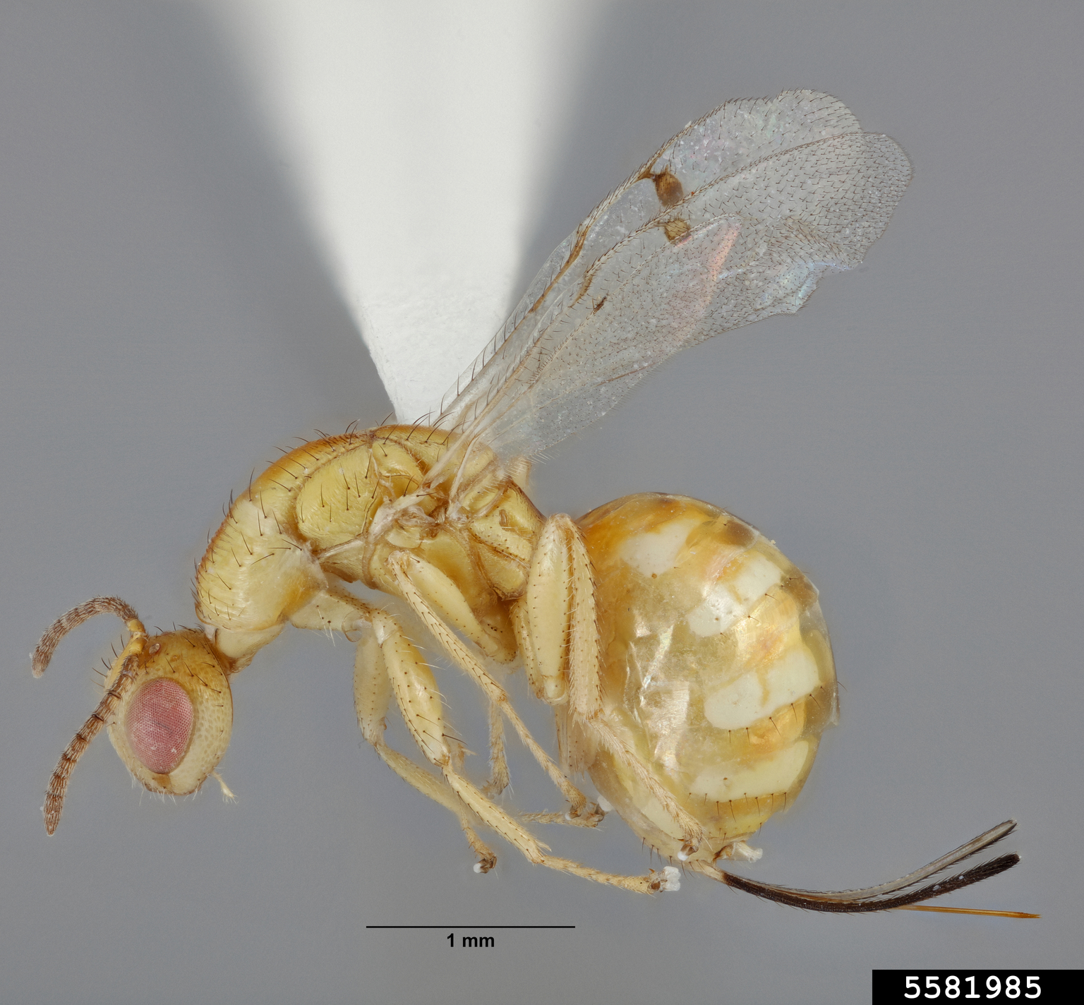 Chalcid wasp (Megastigmus pistaciae)