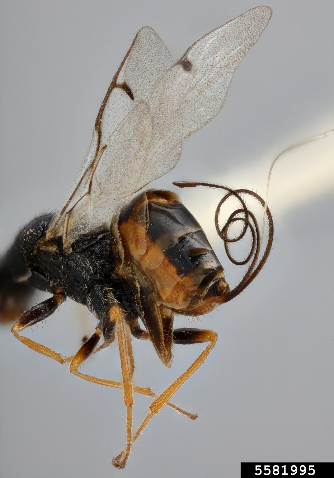 Chalcid wasp (Megastigmus schimitscheki Novickey)