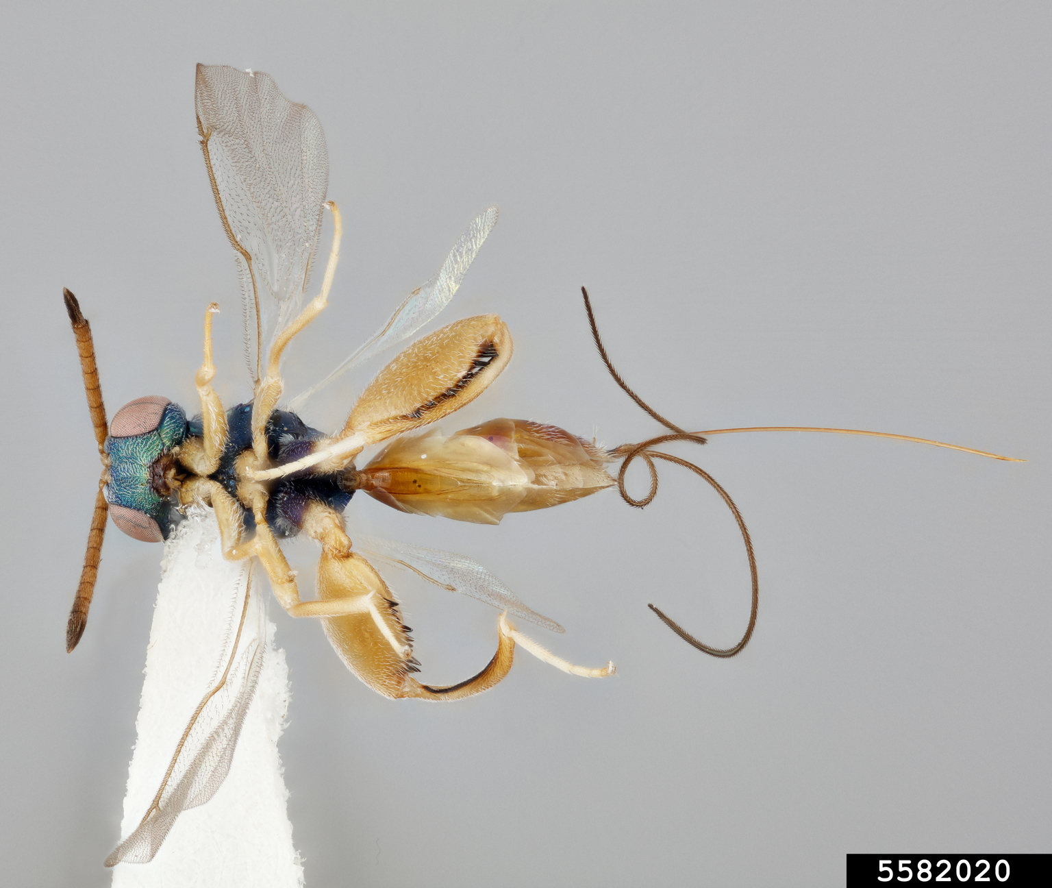 Chalcid wasp (Podagrion mantidiphagum Girault)