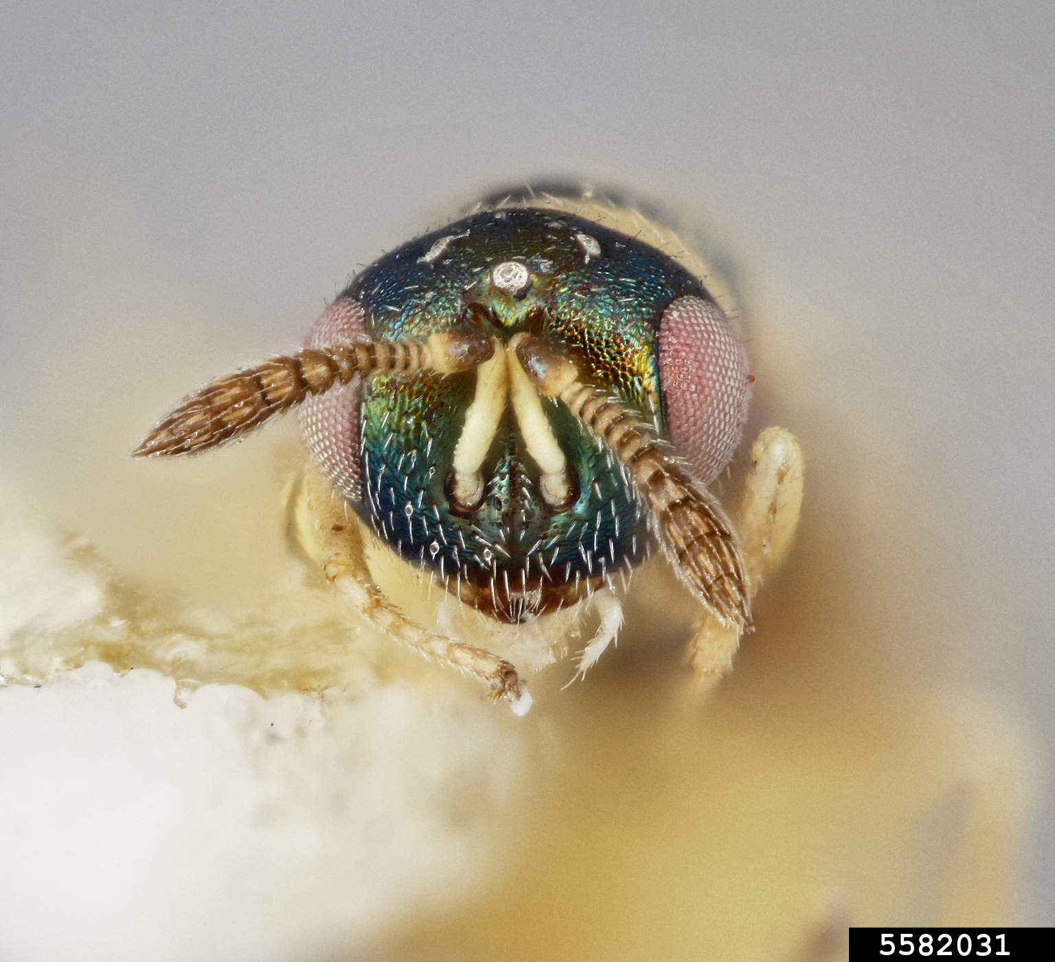 Chalcid wasp (Pseuderimerus indicus)