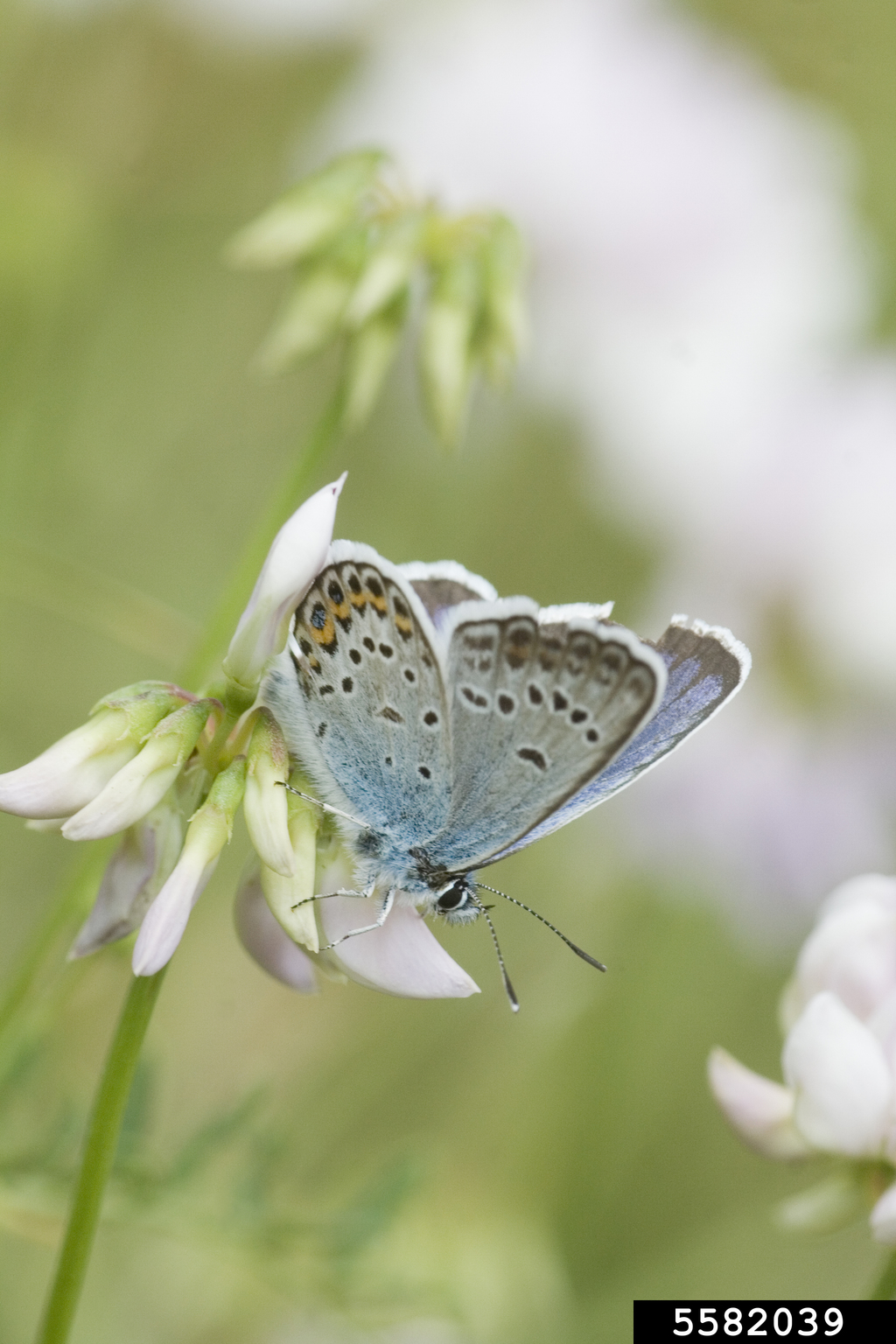 Northern blue (Plebejus idas (Linnaeus))