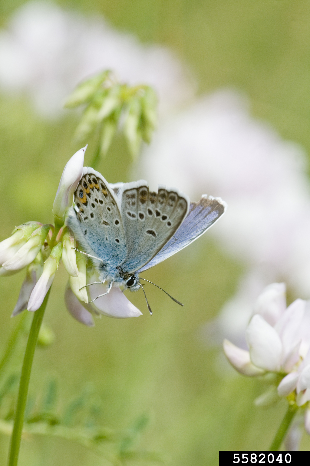 Northern blue (Plebejus idas (Linnaeus))