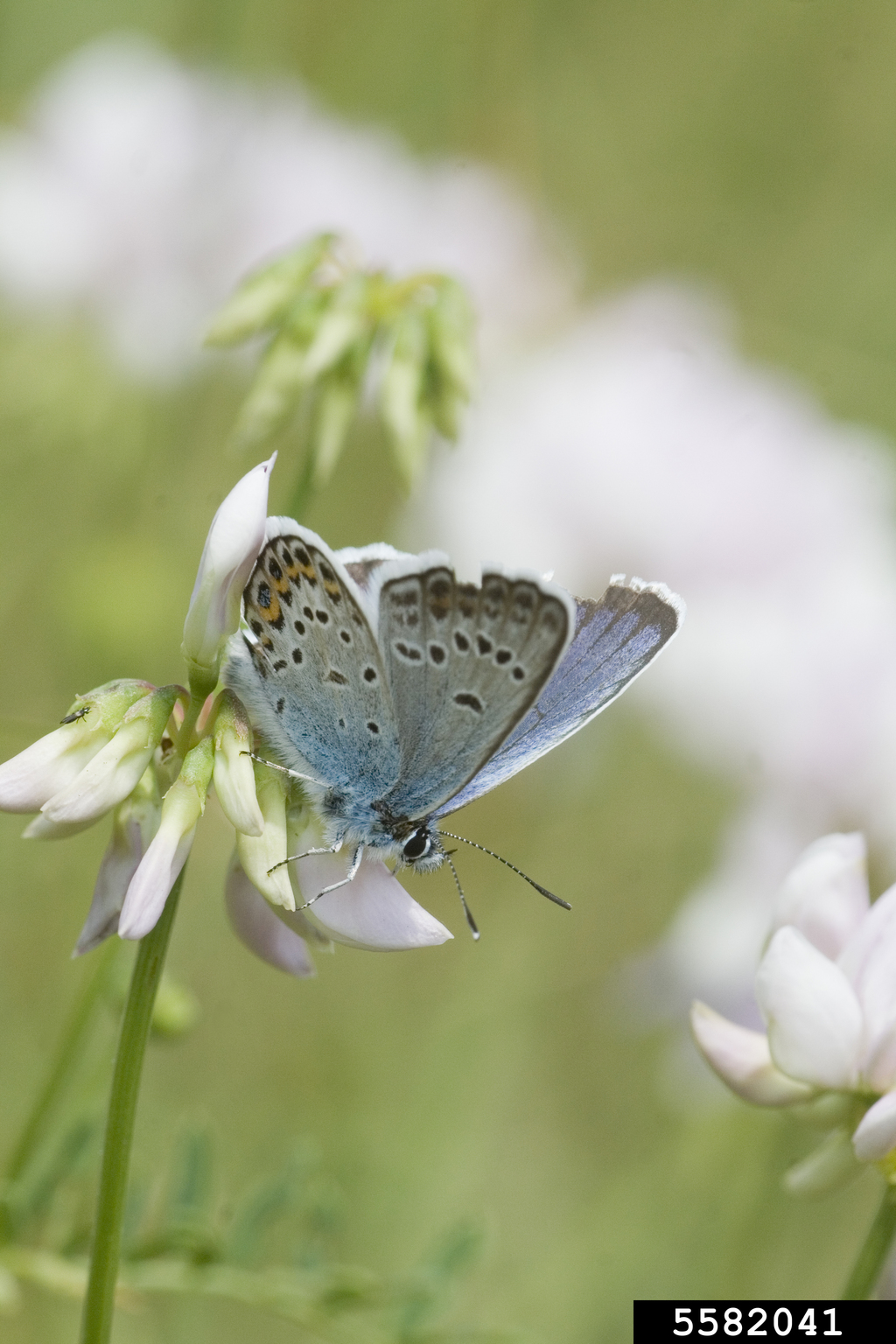 Northern blue (Plebejus idas)