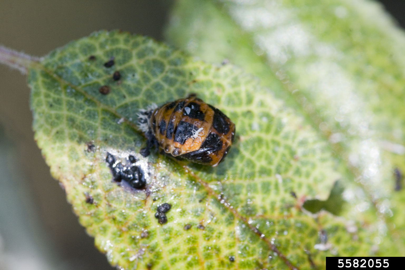 multicolored Asian lady beetle (Harmonia axyridis)