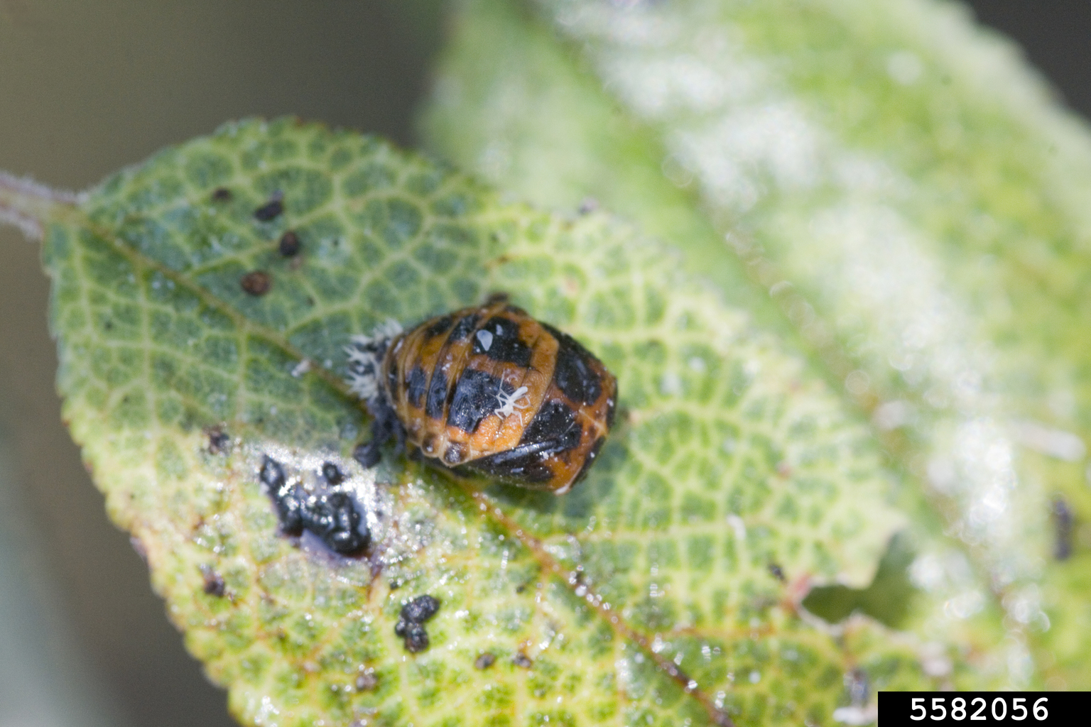 multicolored Asian lady beetle (Harmonia axyridis (Pallas, 1773))