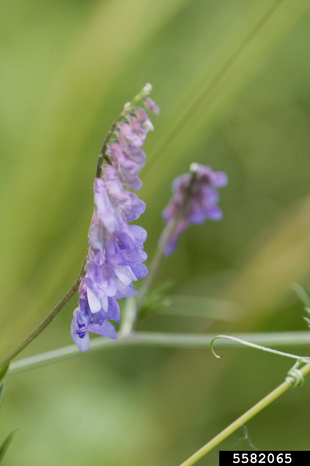 bird vetch (Vicia cracca L.)