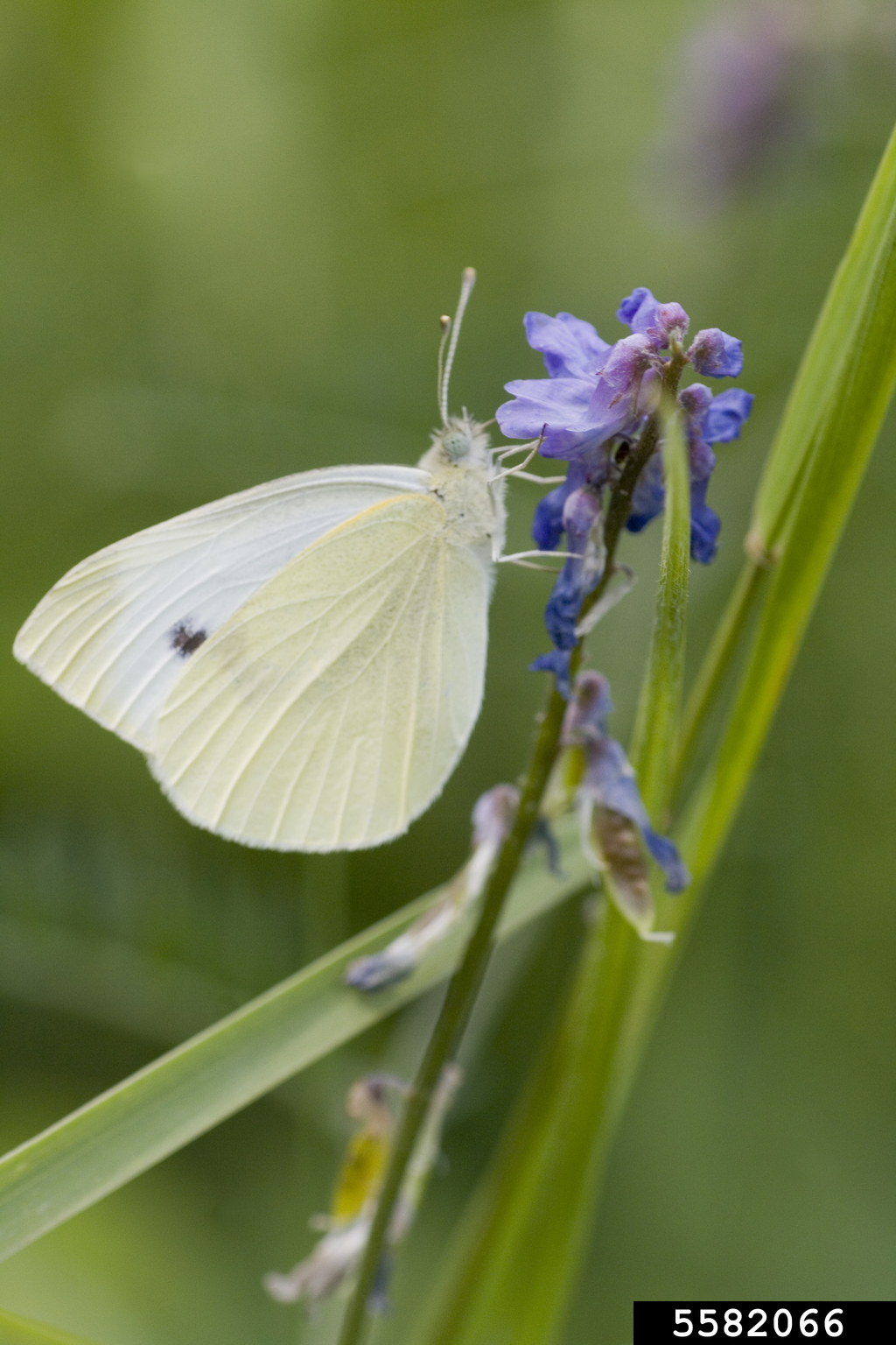 cabbage white, imported cabbage worm (Pieris rapae (Linnaeus))