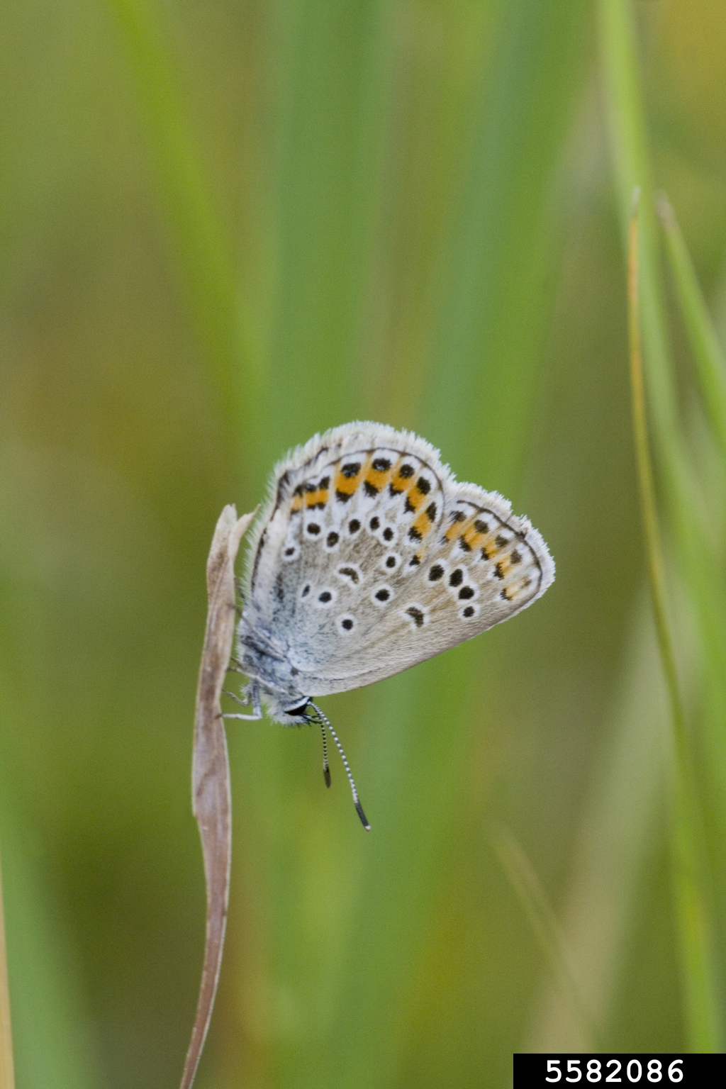 silver-studded blue (Plebejus argus)