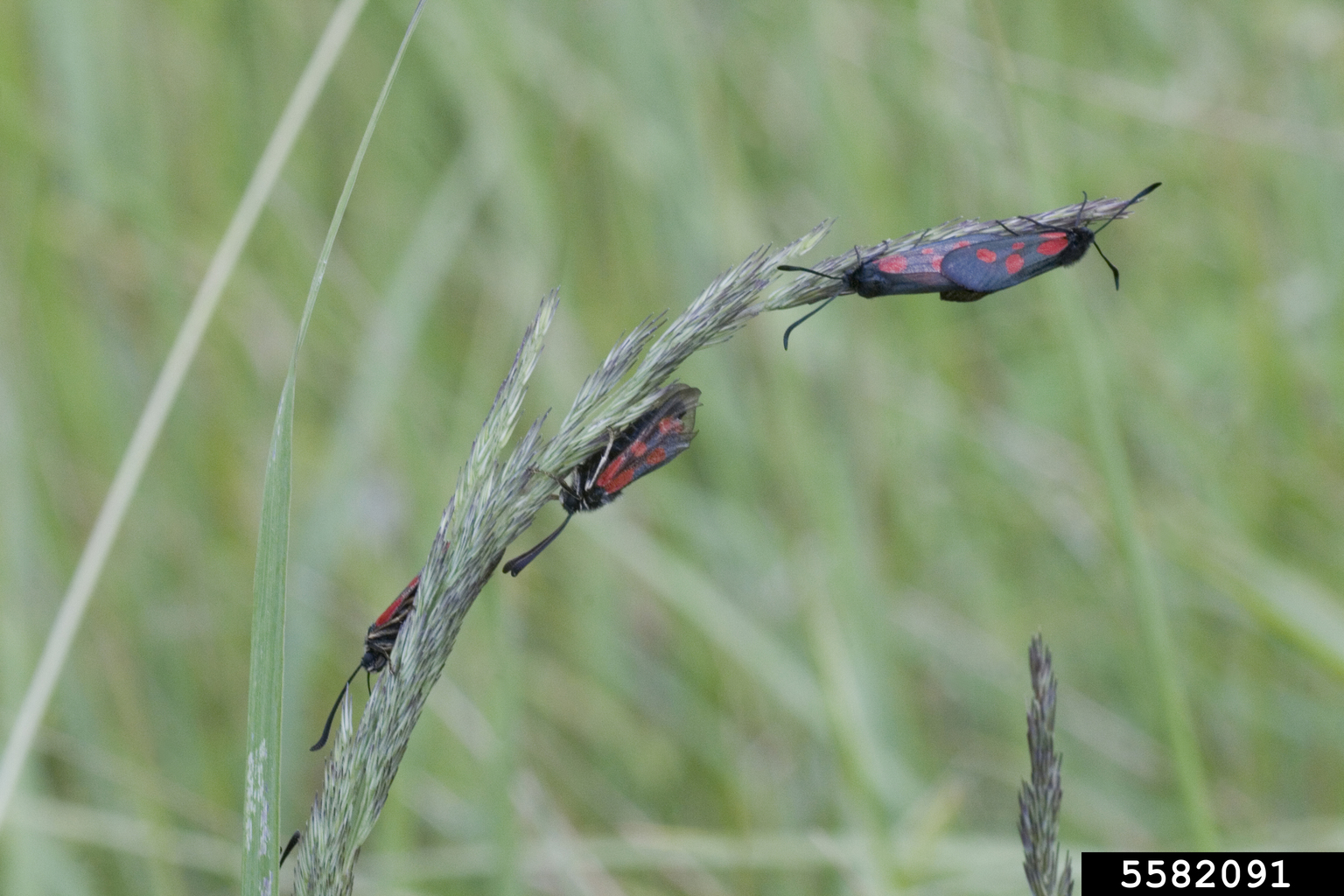 narrow-bordered five-spot burnet (Zygaena lonicerae)