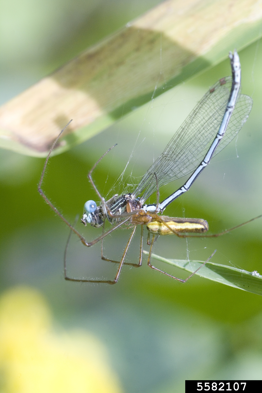 shadow-stretch spider (Tetragnatha montana)